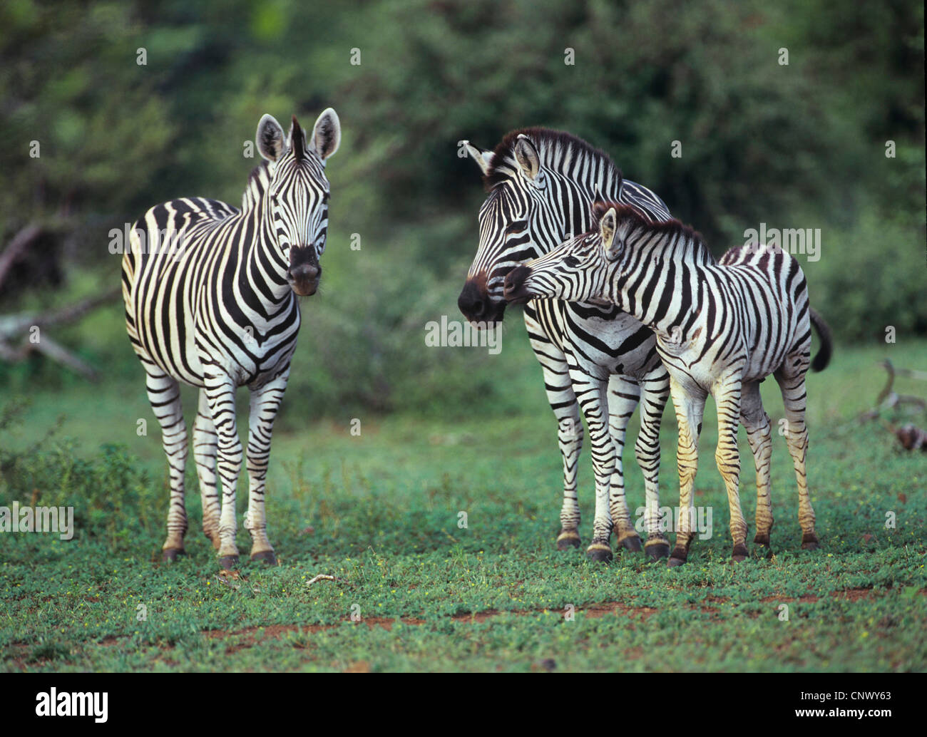 Common Zebra (Equus quagga), Plain Zebra with foals, Zimbabwe Stock ...