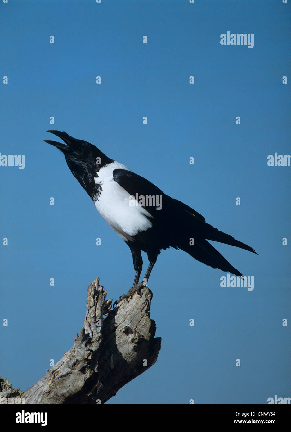 South african crow hi-res stock photography and images - Alamy