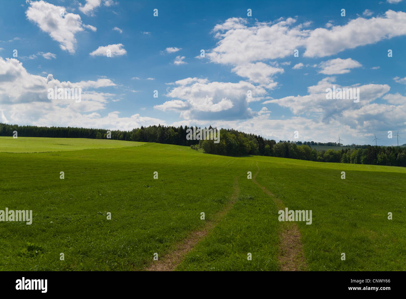 meadows with groves in morning light, Germany, Saxony, Vogtland Stock ...