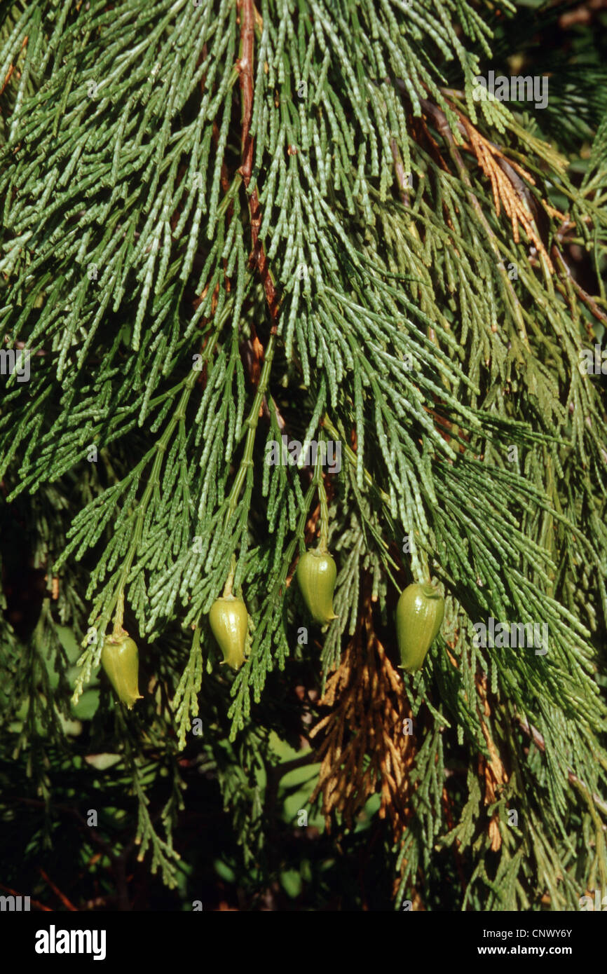incense cedar, Californian white cedar (Calocedrus decurrens), cones ...