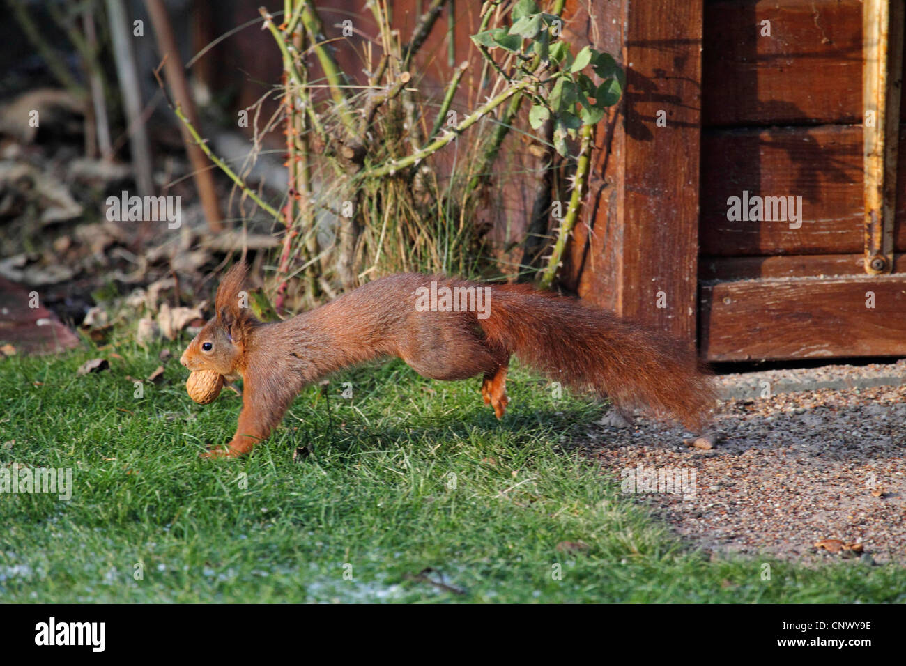 Squirrels running hi-res stock photography and images - Alamy