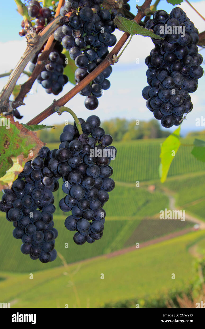 Black Grape High Resolution Stock Photography and Images - Alamy
