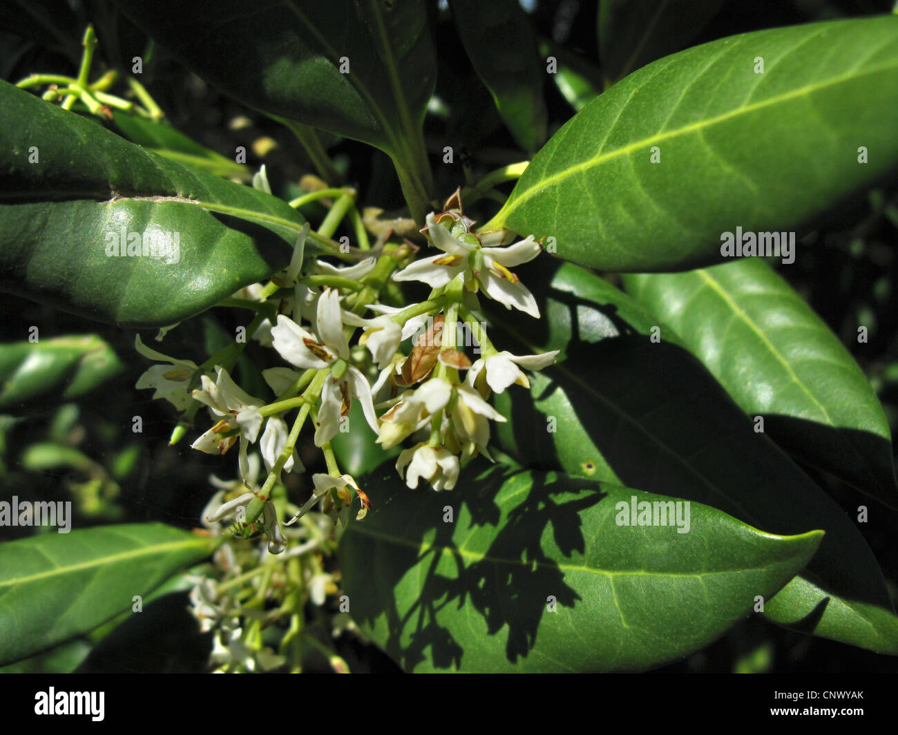 Picconia excelsa (Picconia excelsa), blooming, Canary Islands, Gomera ...