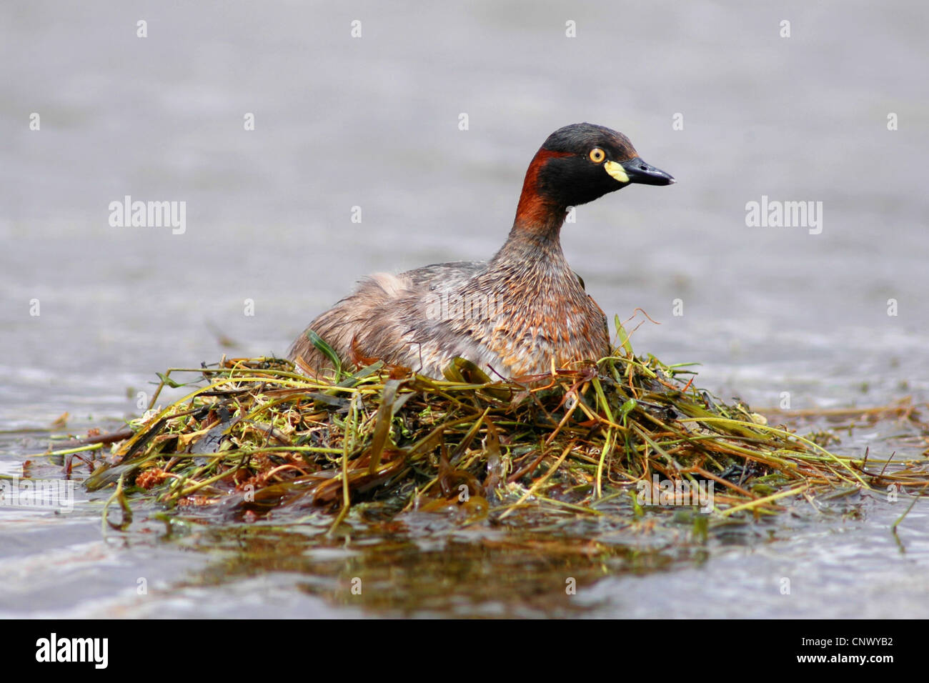 Australian dabchick tachybaptus hi-res stock photography and images - Alamy
