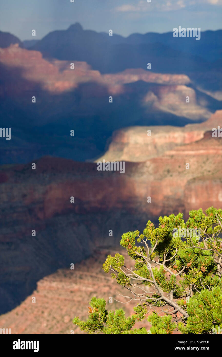 Pinus edulis hi-res stock photography and images - Alamy
