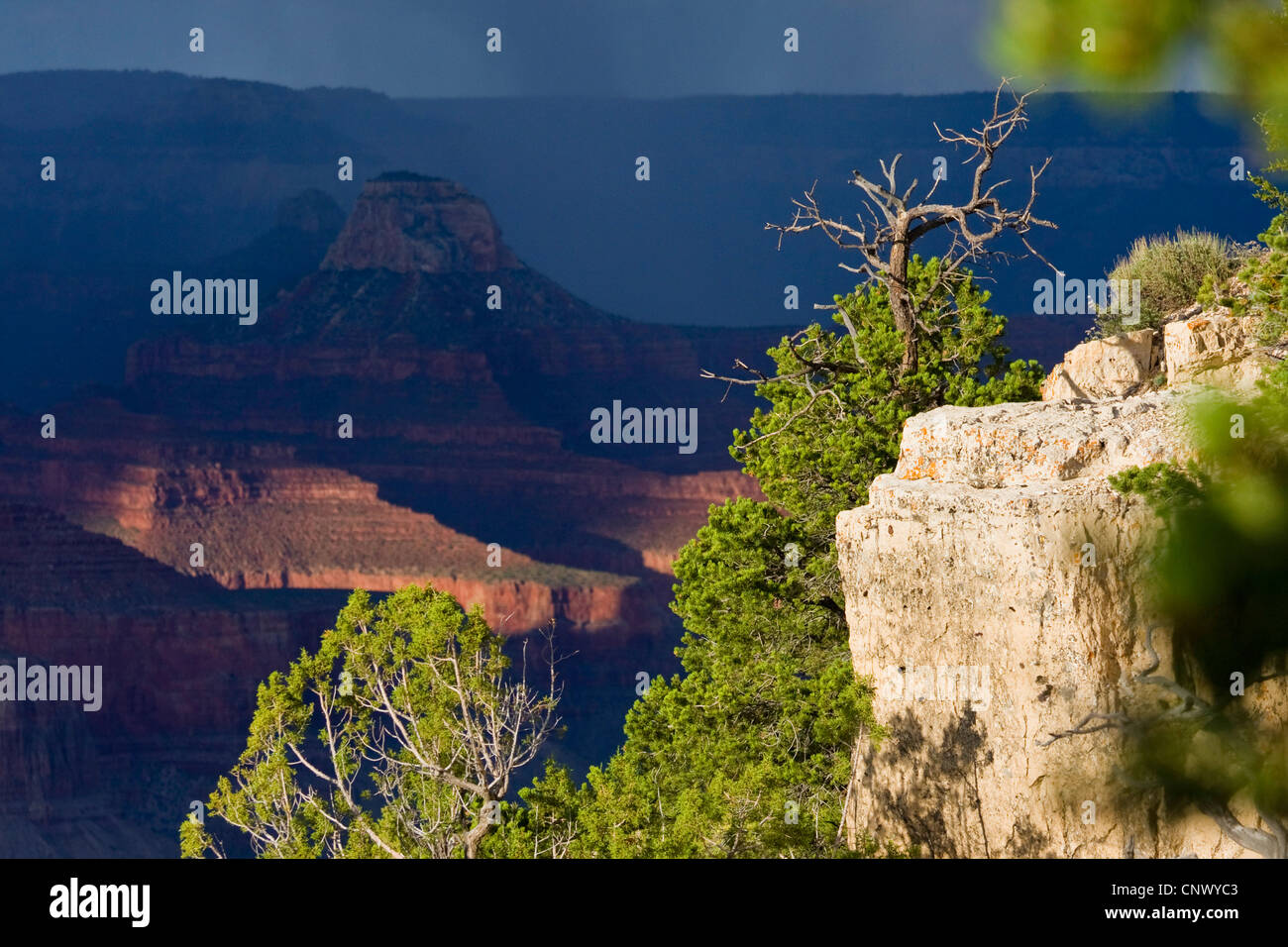 Pinus Edulis High Resolution Stock Photography and Images - Alamy