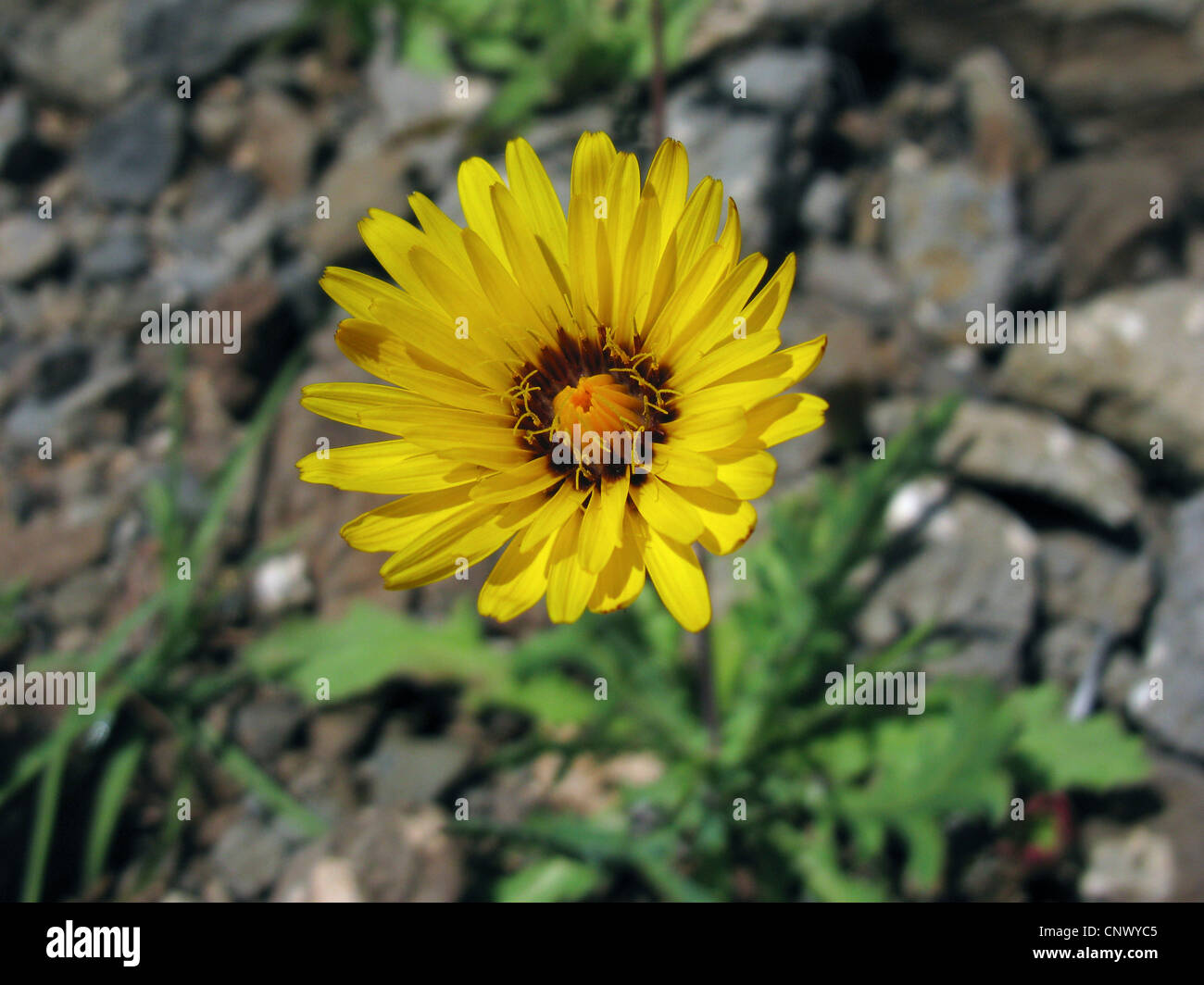 false sowthistle, Poppy-Leaved Reichardia (Reichardia tingitana ...