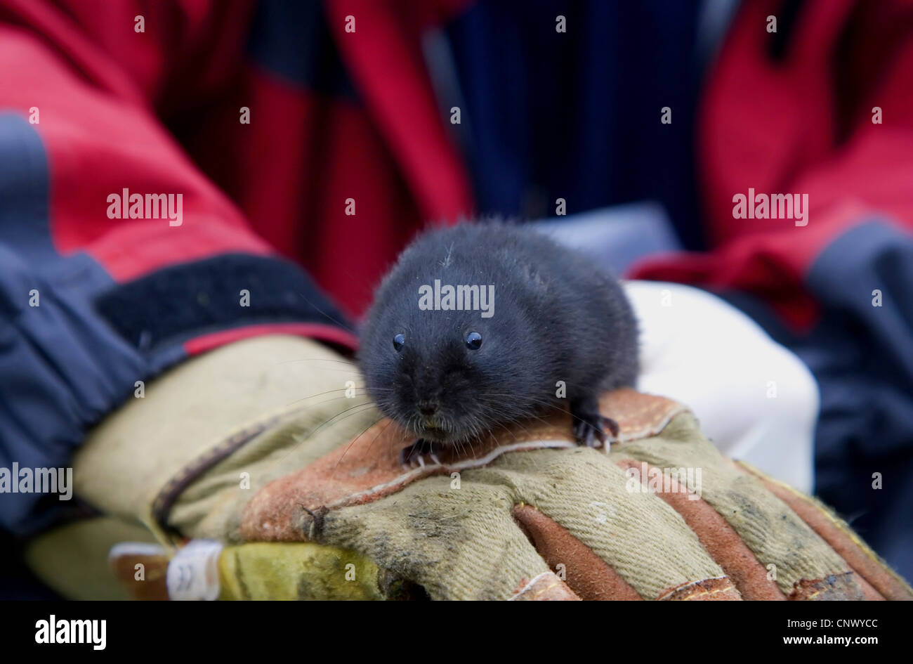 European water vole, northern water vole (Arvicola terrestris ...