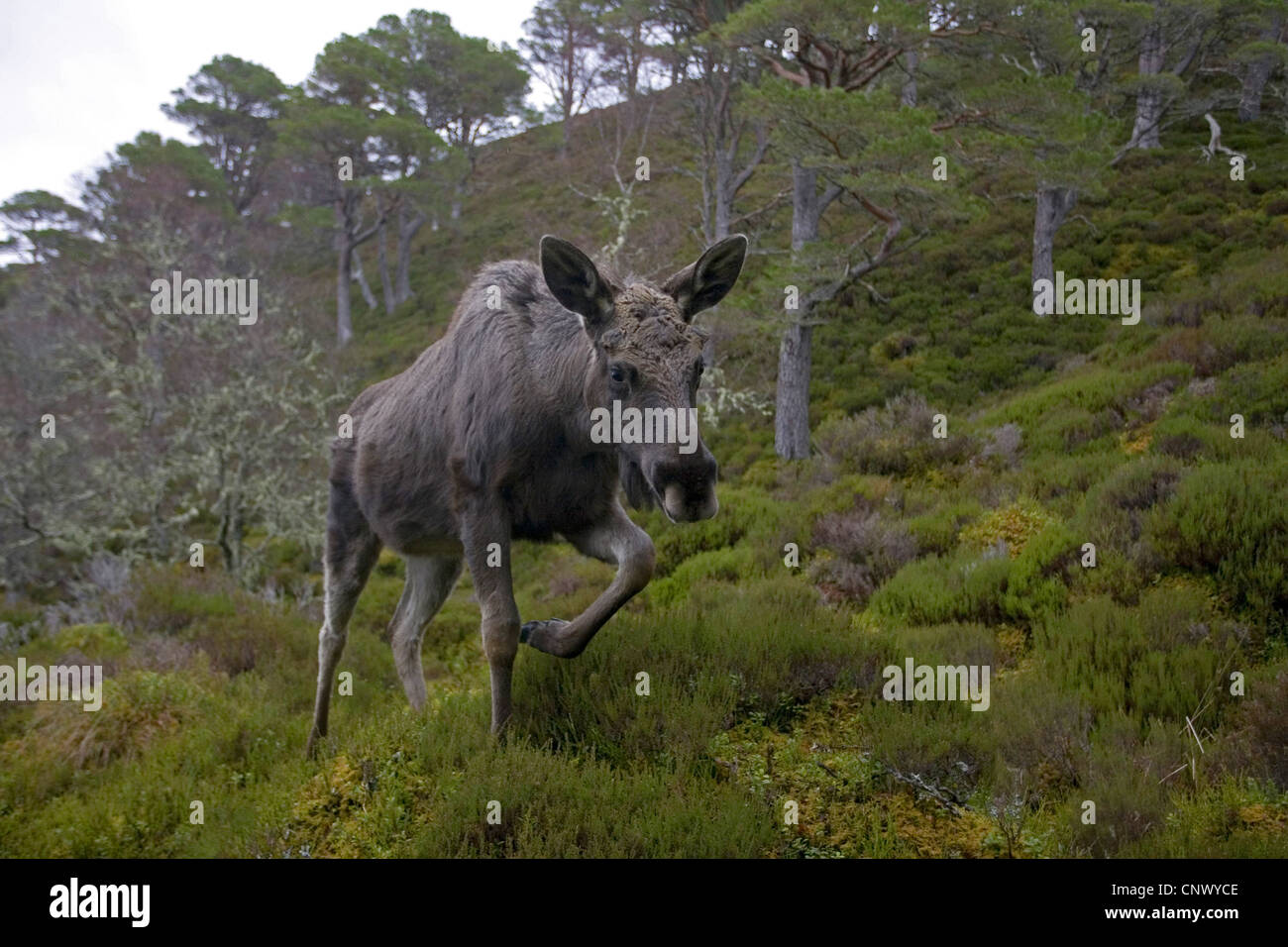 elk, European moose (Alces alces alces), walking through pine forest ...
