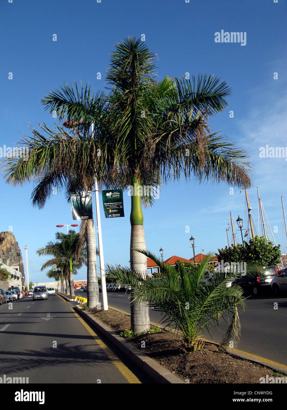 Roystonia palm hi-res stock photography and images - Alamy