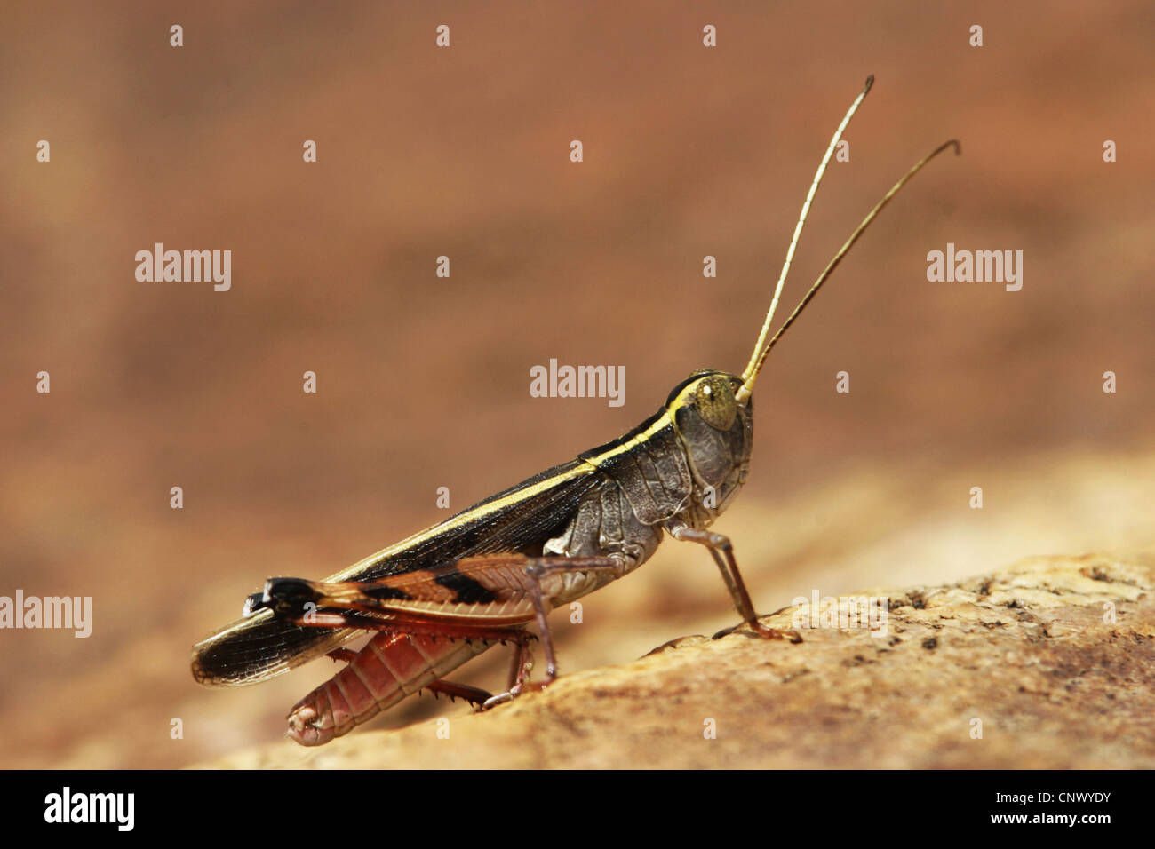 Grasshopper insects australia hi-res stock photography and images - Alamy