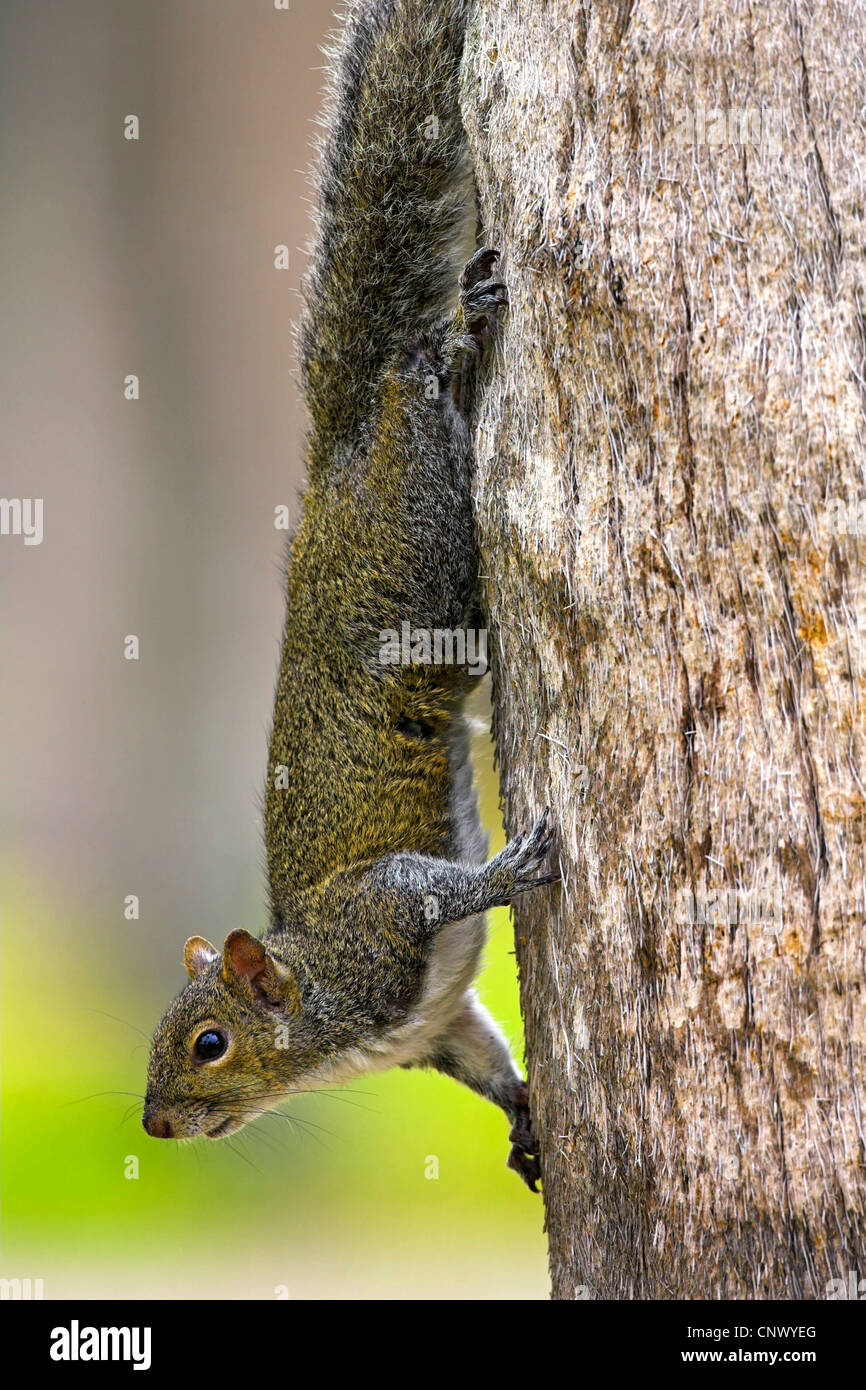 eastern gray squirrel, grey squirrel (Sciurus carolinensis), sitting at ...