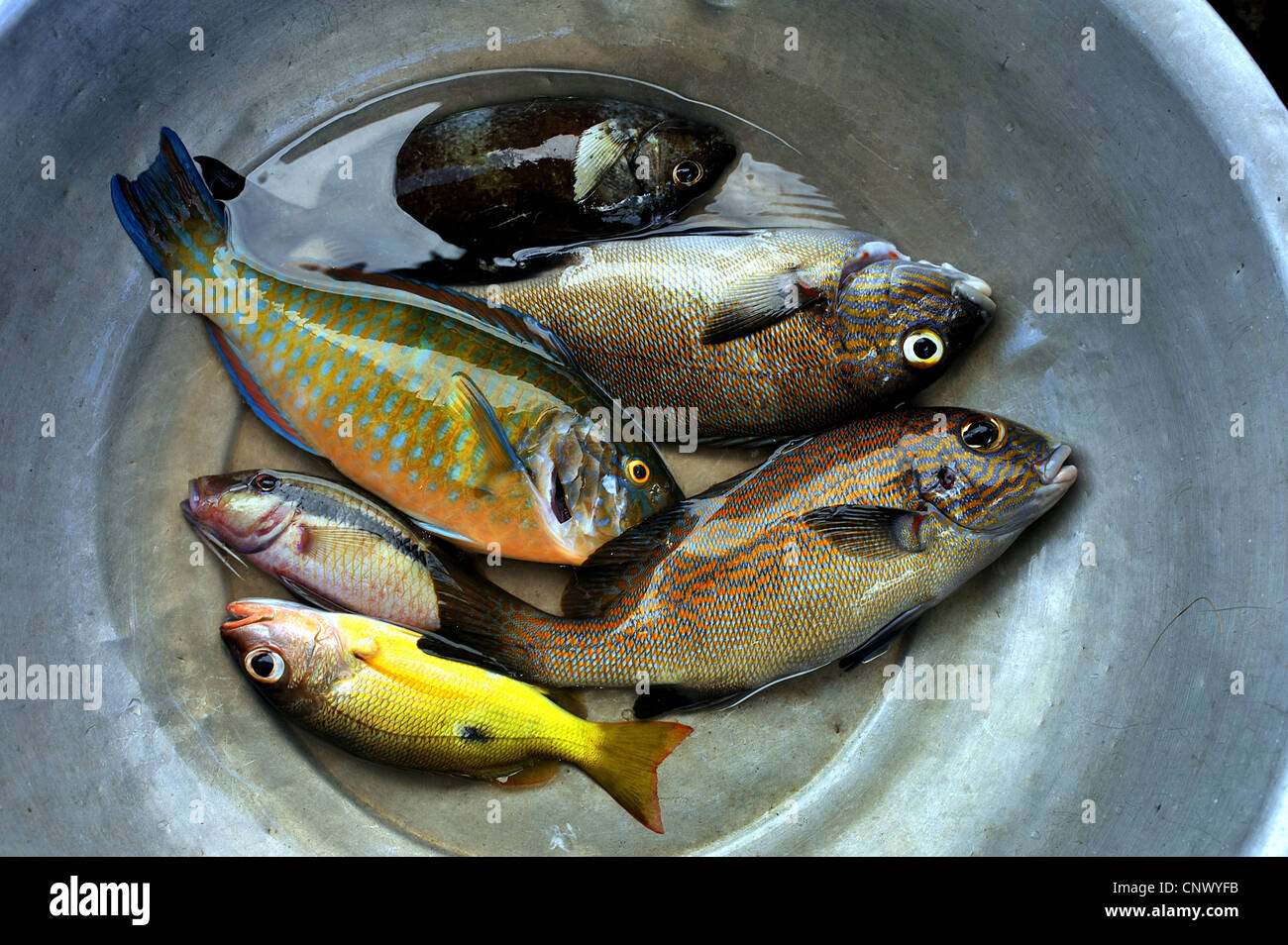 fishes in a dish, Madagascar, Nosy Be Stock Photo - Alamy