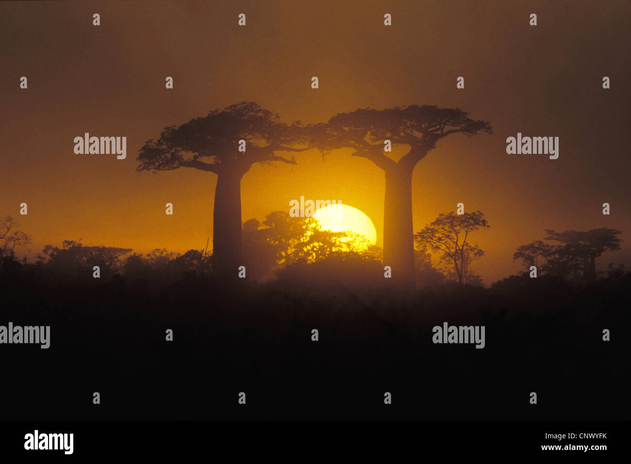 baobab, monkey bread, monkey tamarind (Adansonia spec.), Baobab trees ...