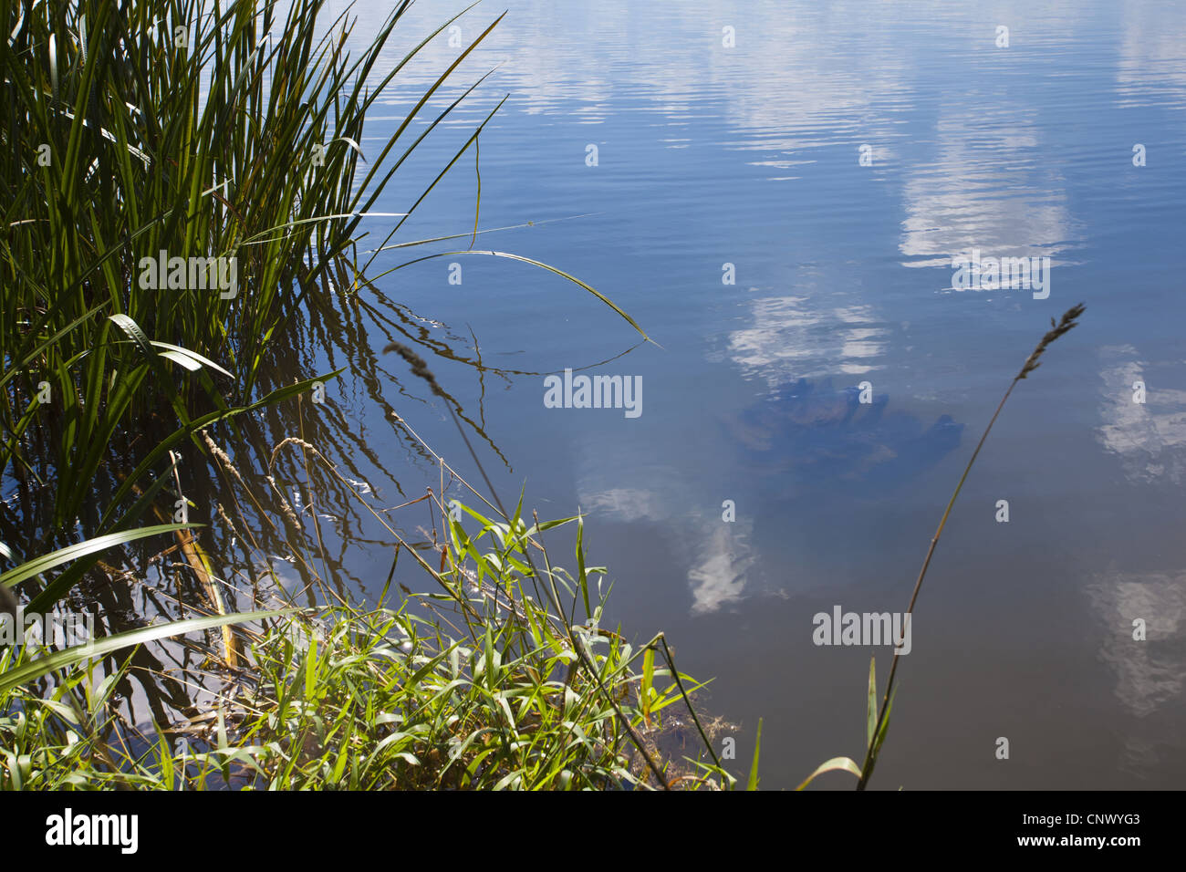 waterfront of lake Bleiloch, Germany, Thueringen, Bleiloch-Talsperre ...
