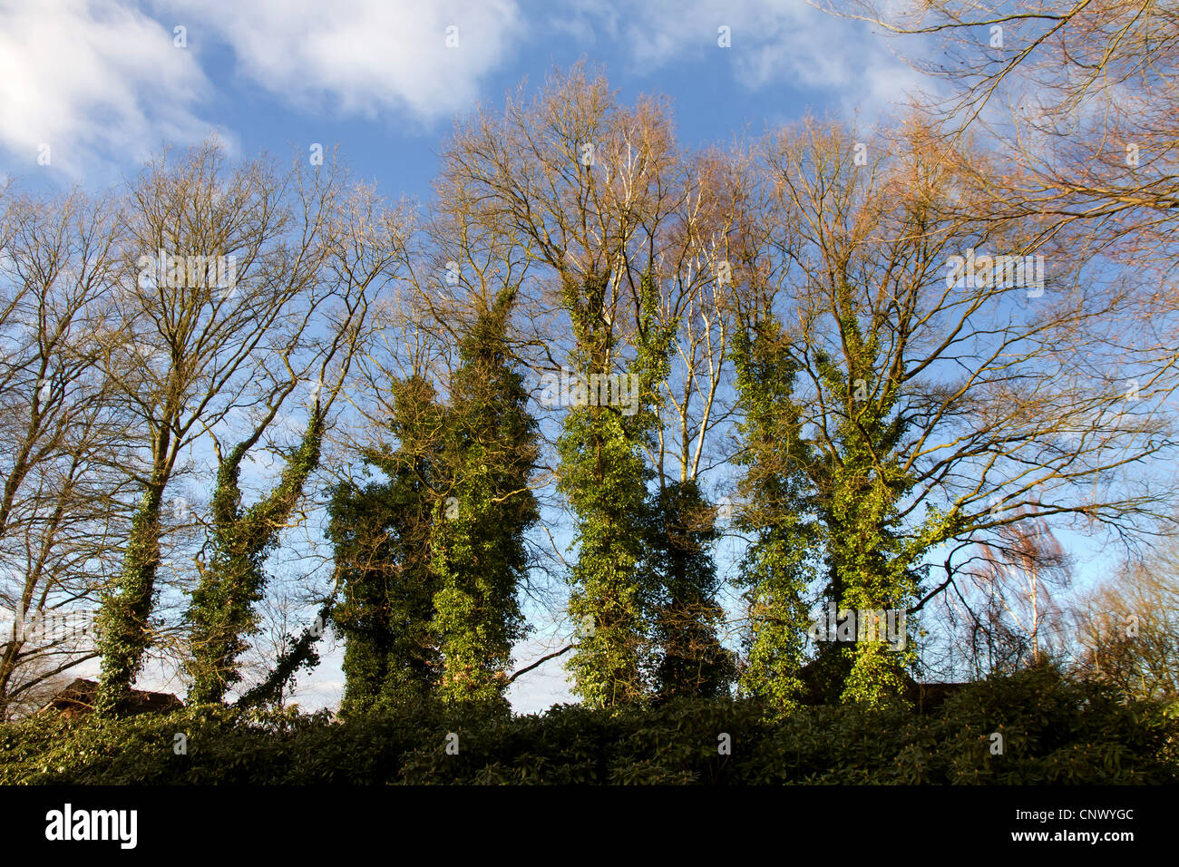 Hedera helix stems hi-res stock photography and images - Alamy