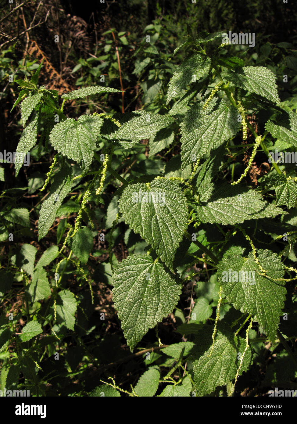 Chamaephytes hi-res stock photography and images - Alamy