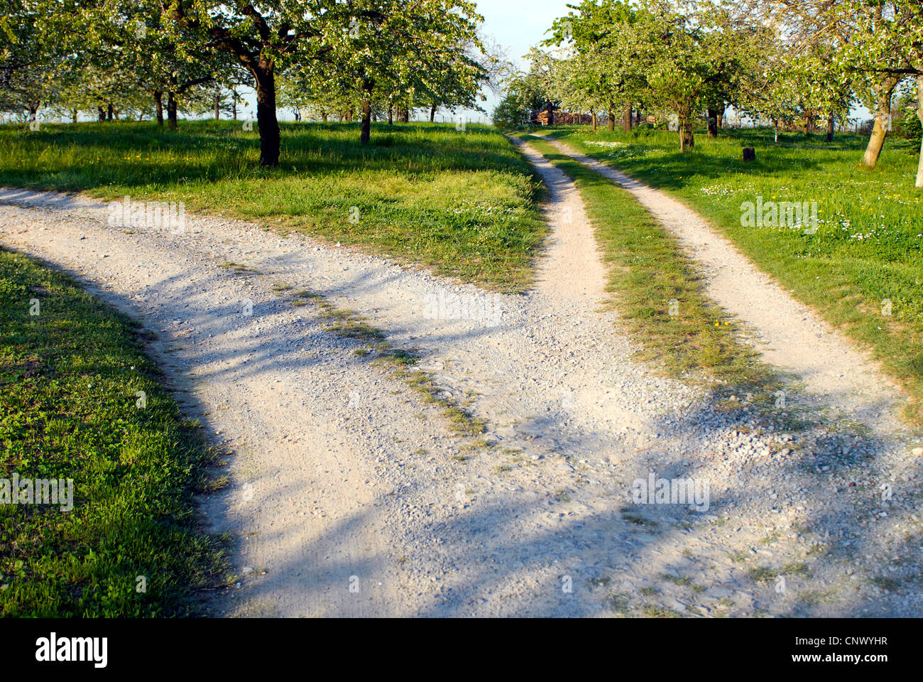 road branching meadow orchard, Germany Stock Photo - Alamy