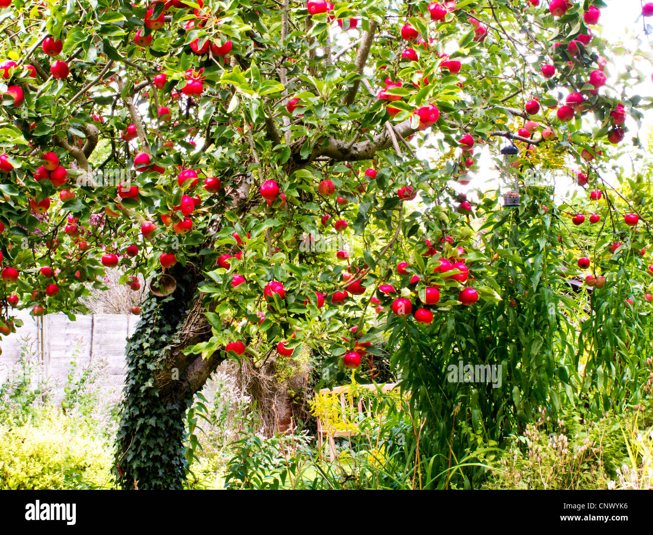 A tree laden with juicy red apples in an English country garden in ...