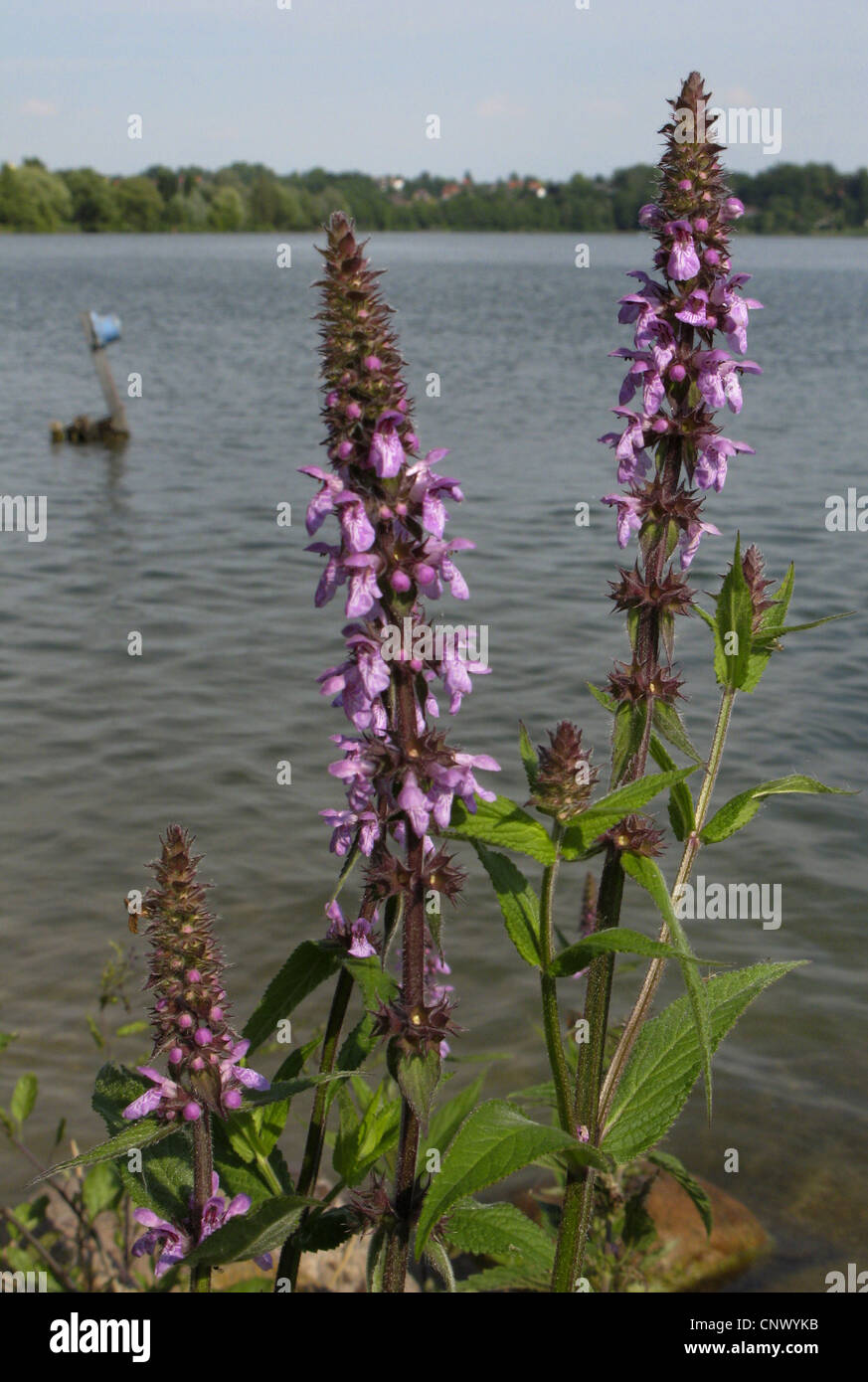 marsh betony, marsh woundwort, swamp hedge-nettle, marsh hedge-nettle ...
