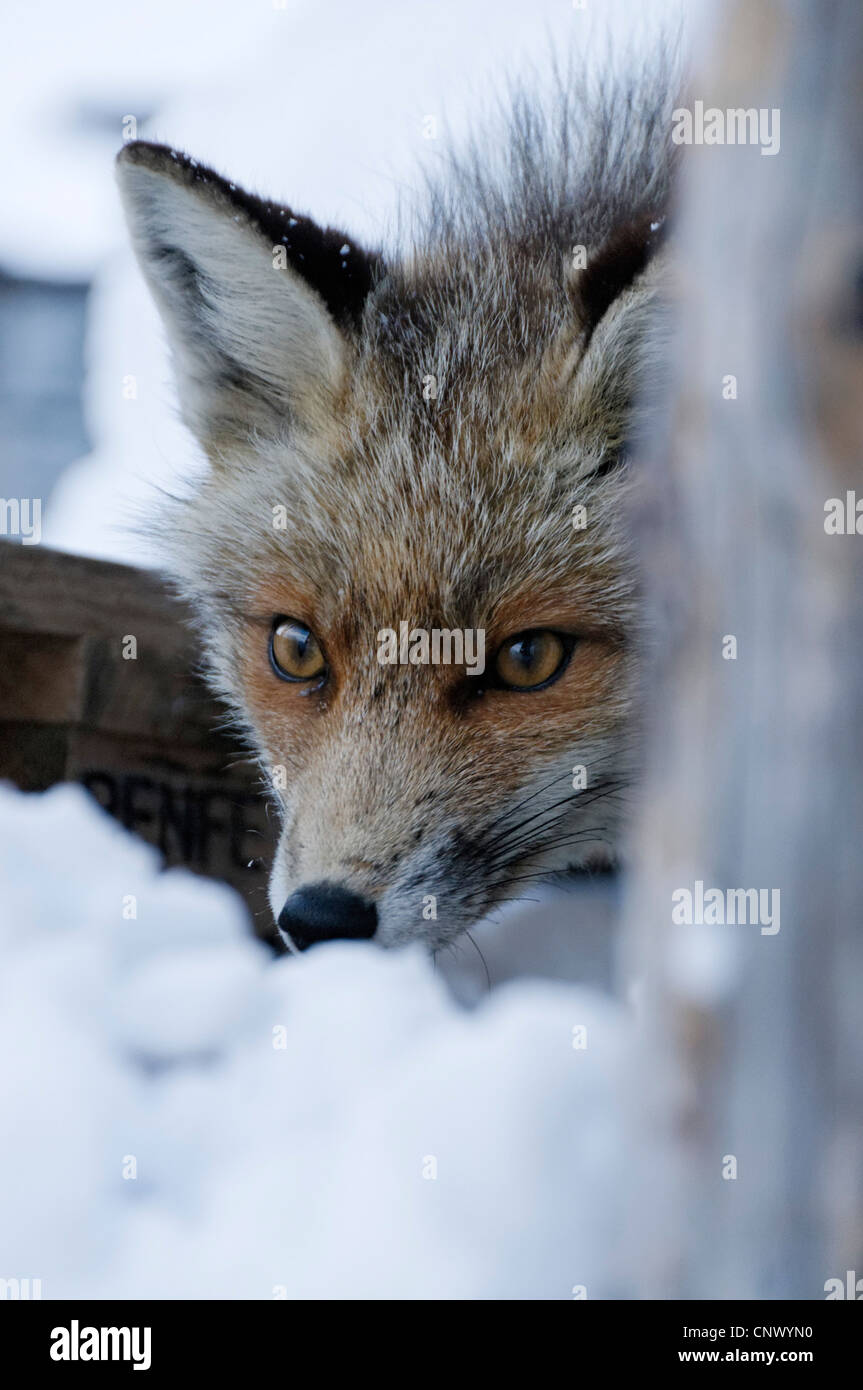 A fox in the wild hi-res stock photography and images - Alamy
