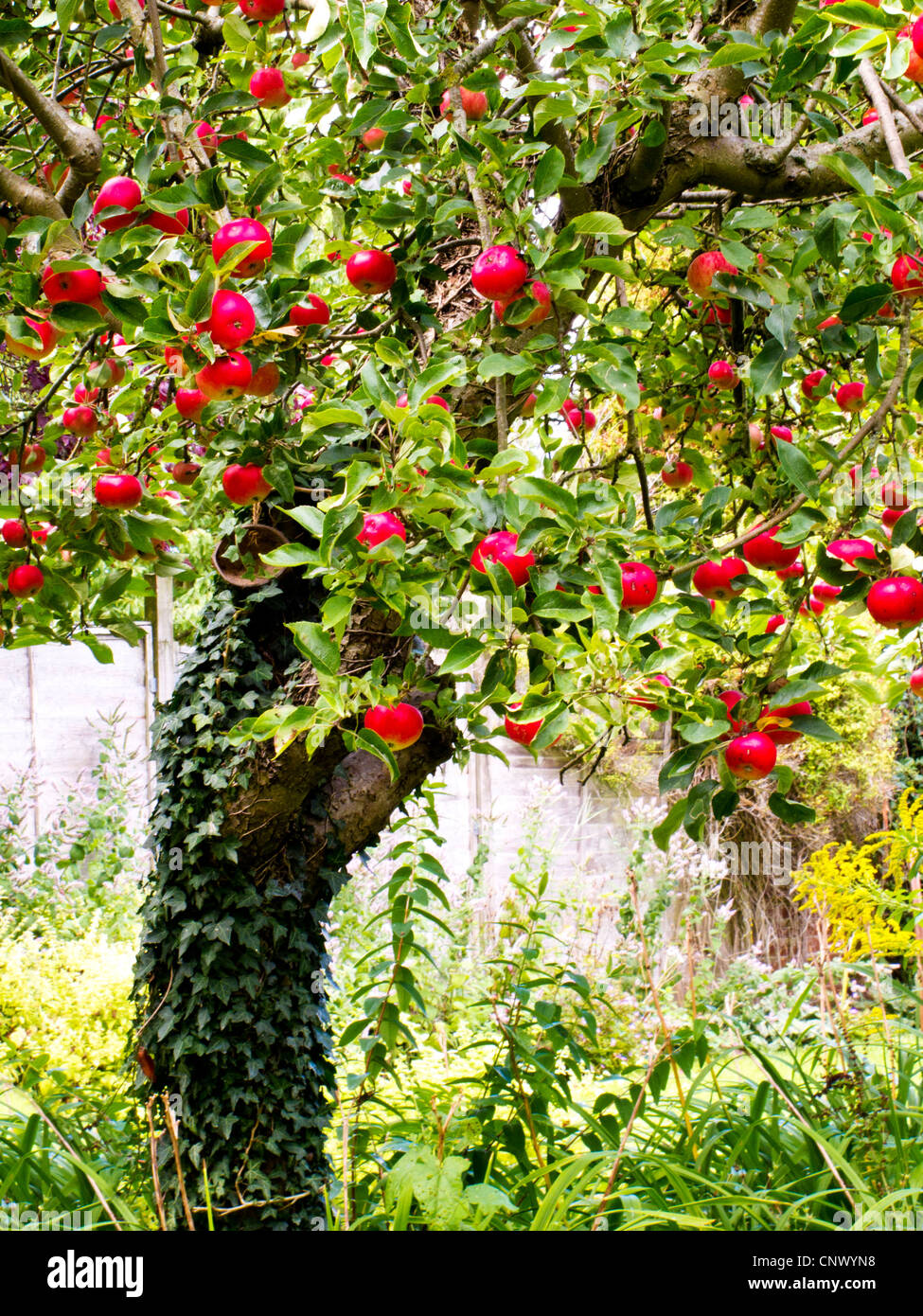 A tree laden with juicy red apples in an English country garden in ...