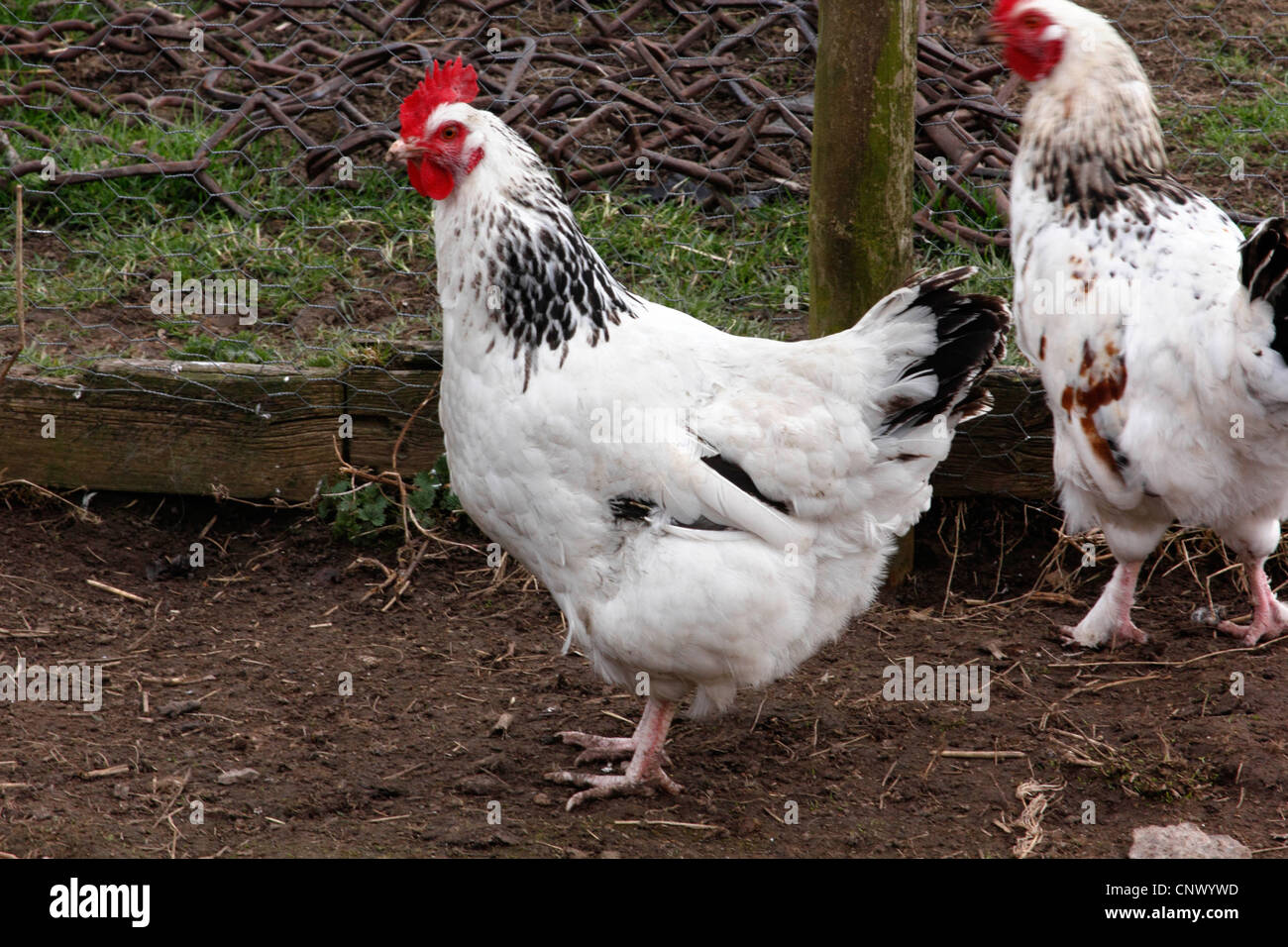 Farmyard birds hi-res stock photography and images - Alamy
