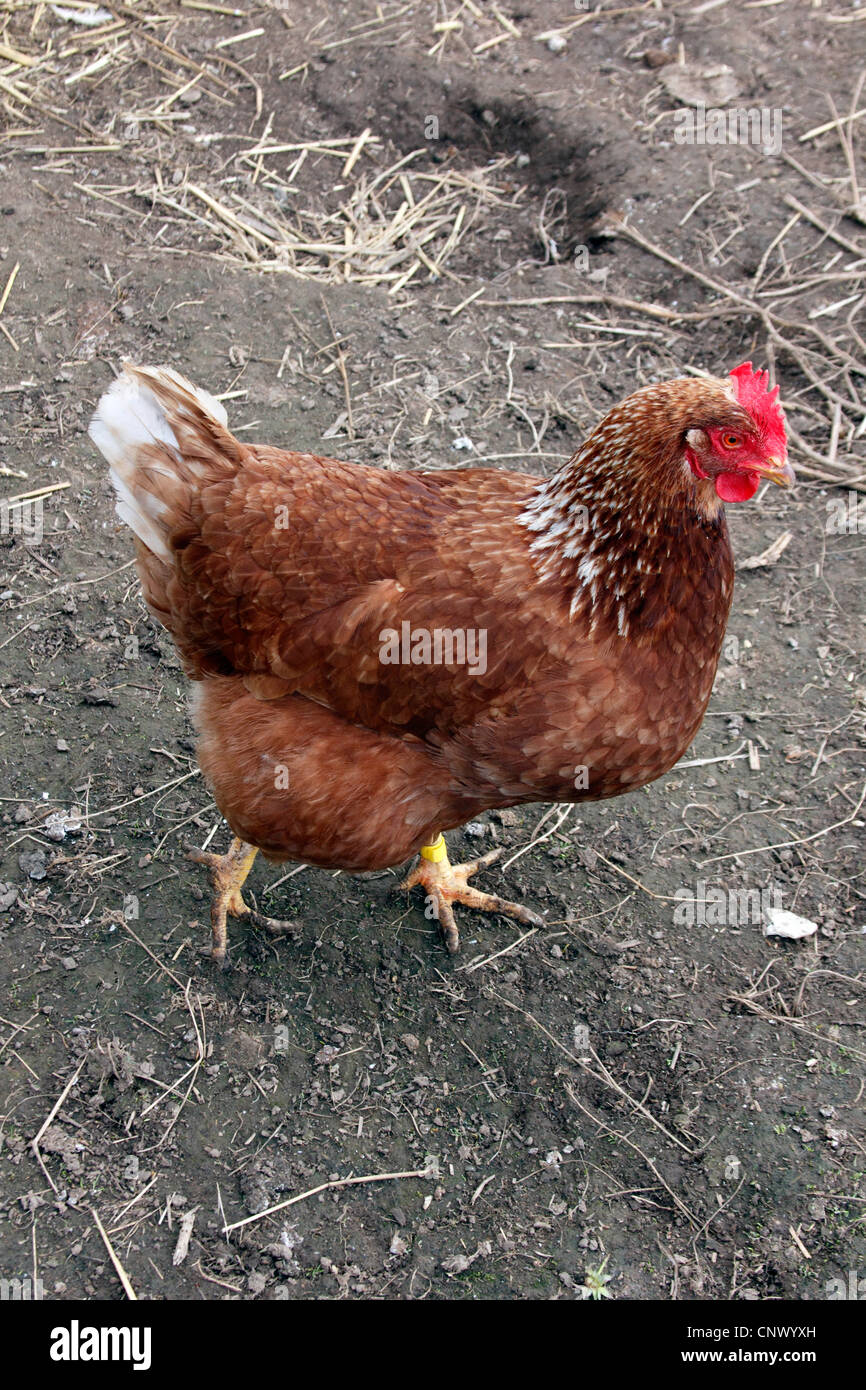 Poultry birds birds hi-res stock photography and images - Alamy