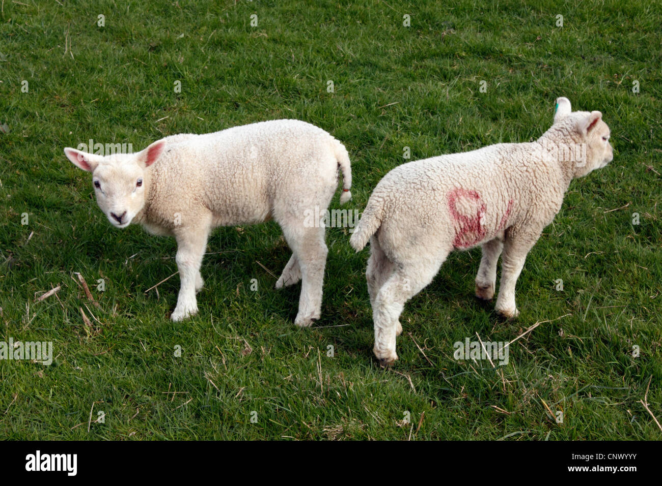 Lambs in a field Stock Photo - Alamy