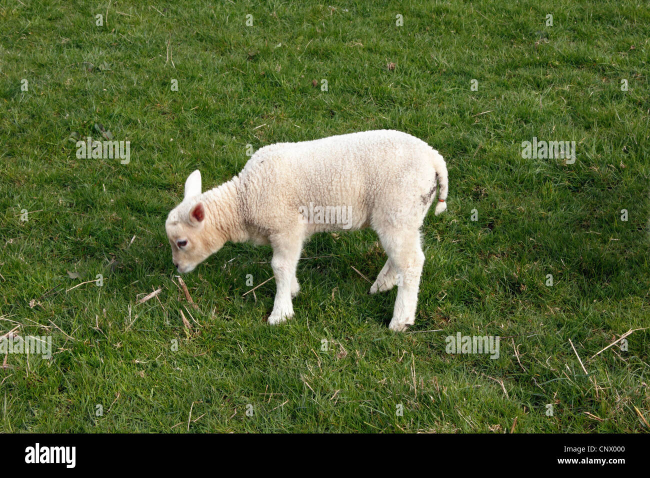 Lamb in a field Stock Photo - Alamy