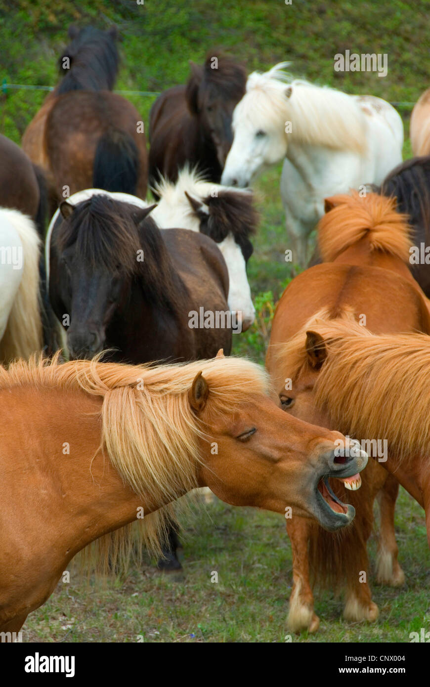 Group of different coloured horses hi-res stock photography and images ...