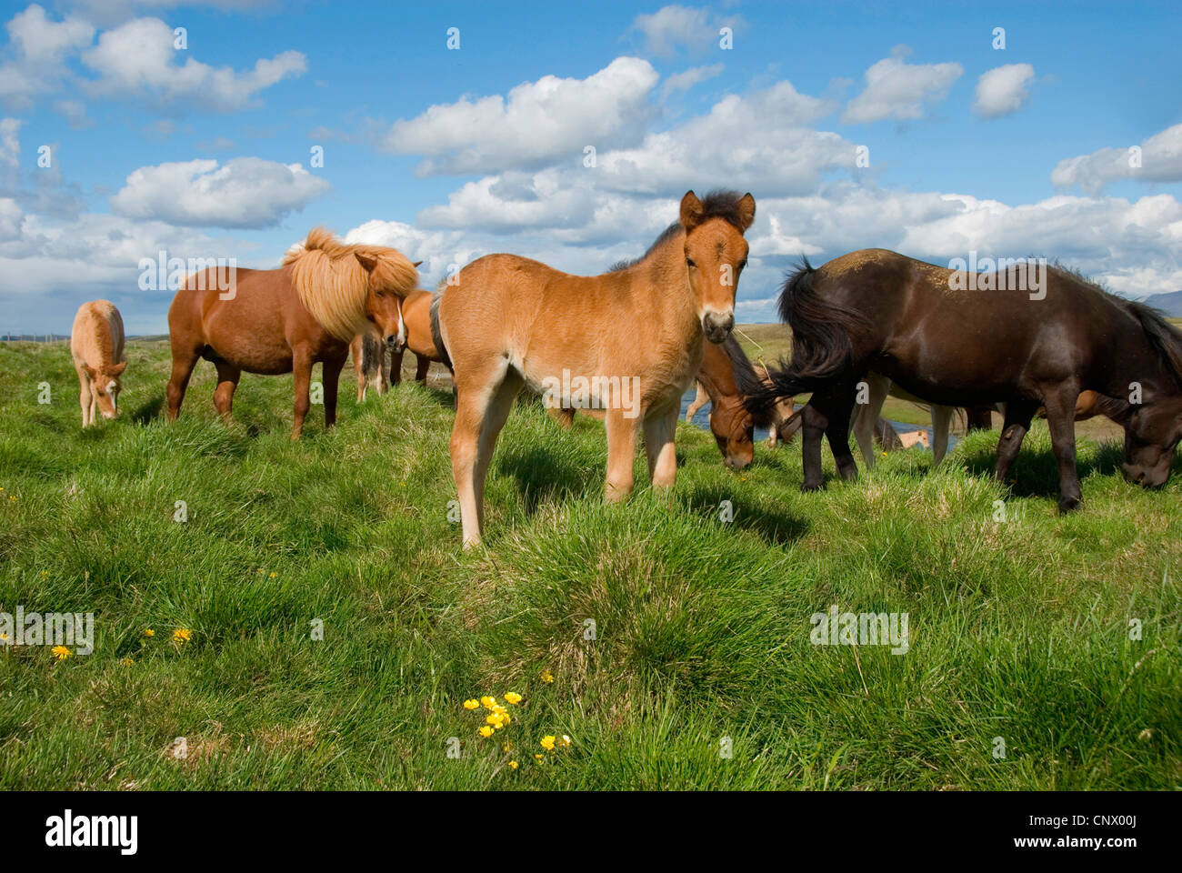 Iceland pony equus przewalskii hi-res stock photography and images - Alamy