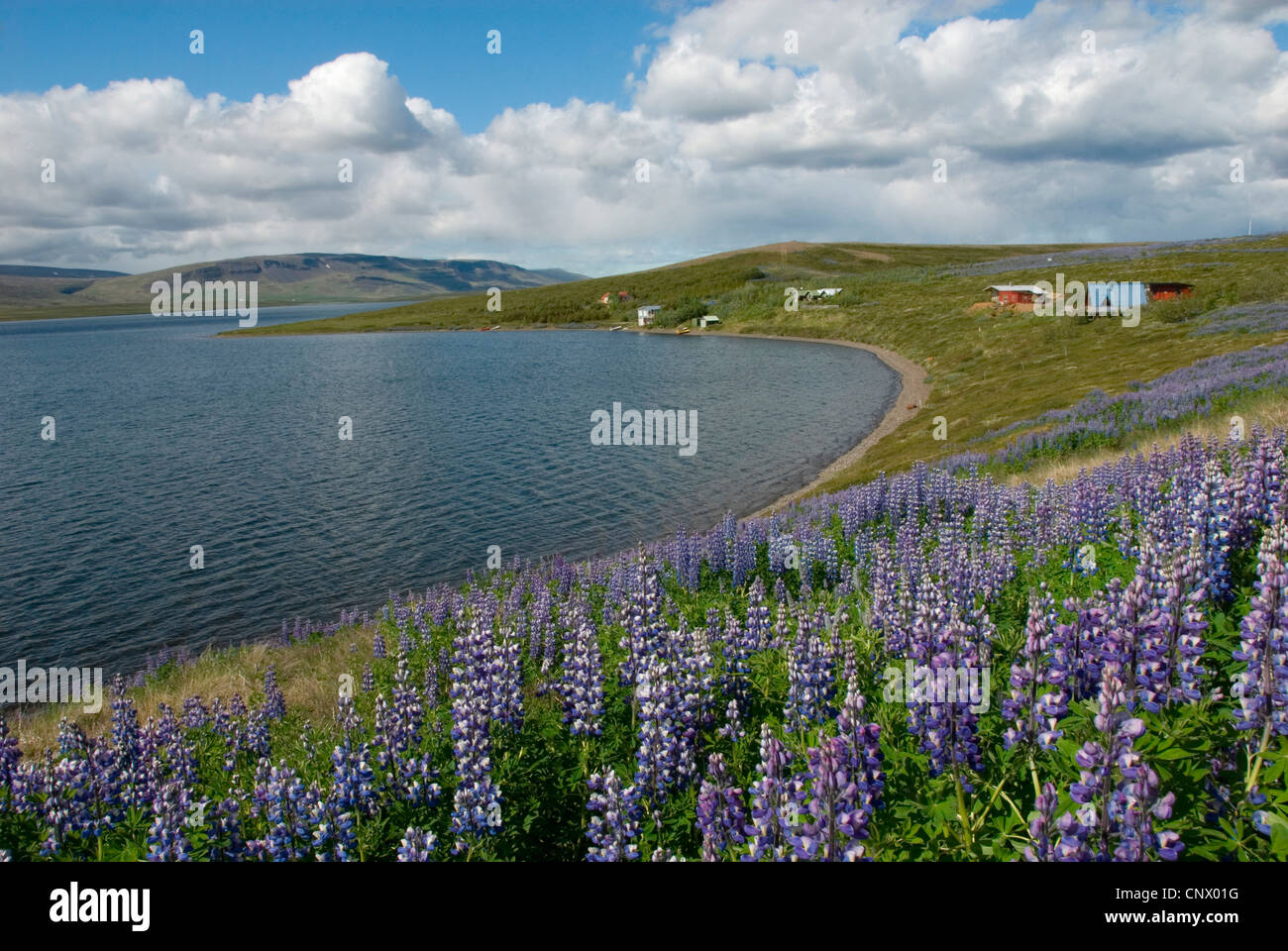Nootka lupine, Alaska lupine (Lupinus nootkatensis), lake at ...