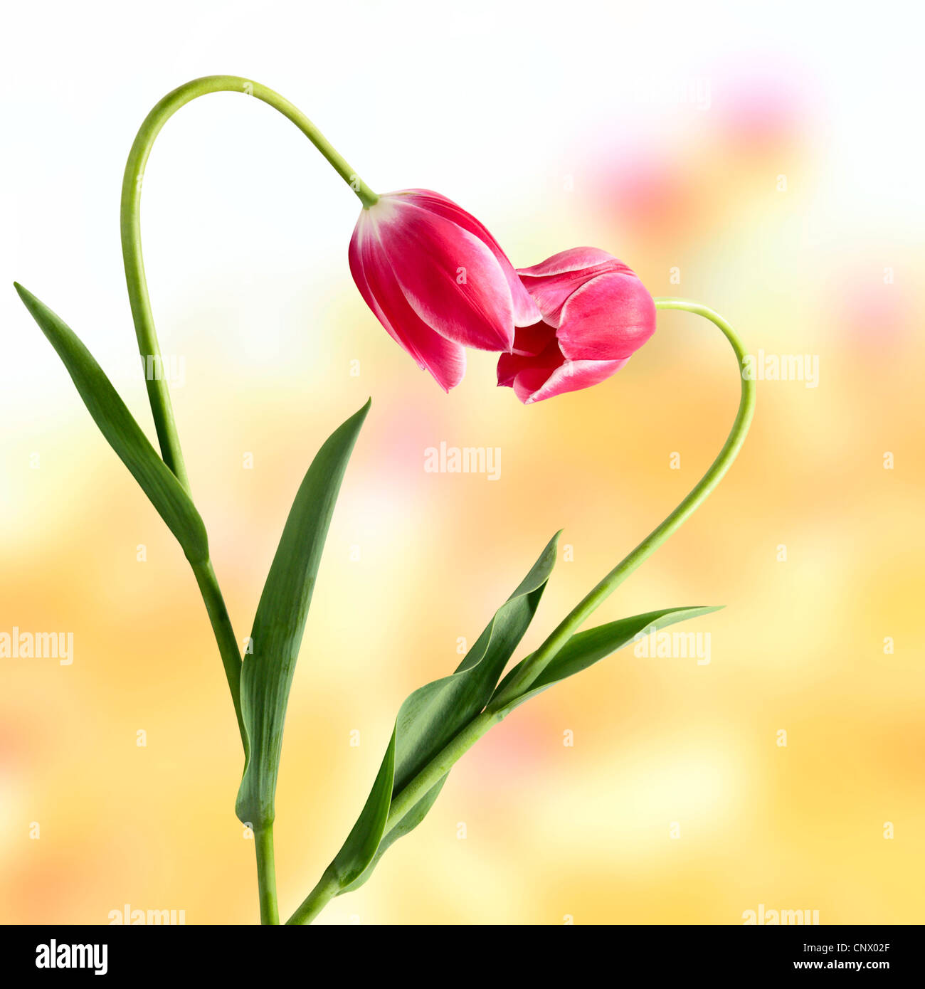 Red tulip core hi-res stock photography and images - Alamy
