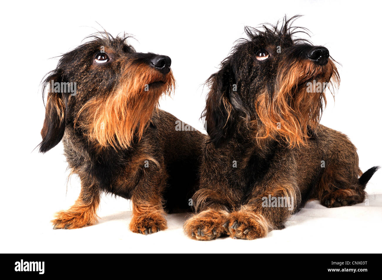 Wire-haired Dachshund, Wire-haired sausage dog, domestic dog (Canis ...