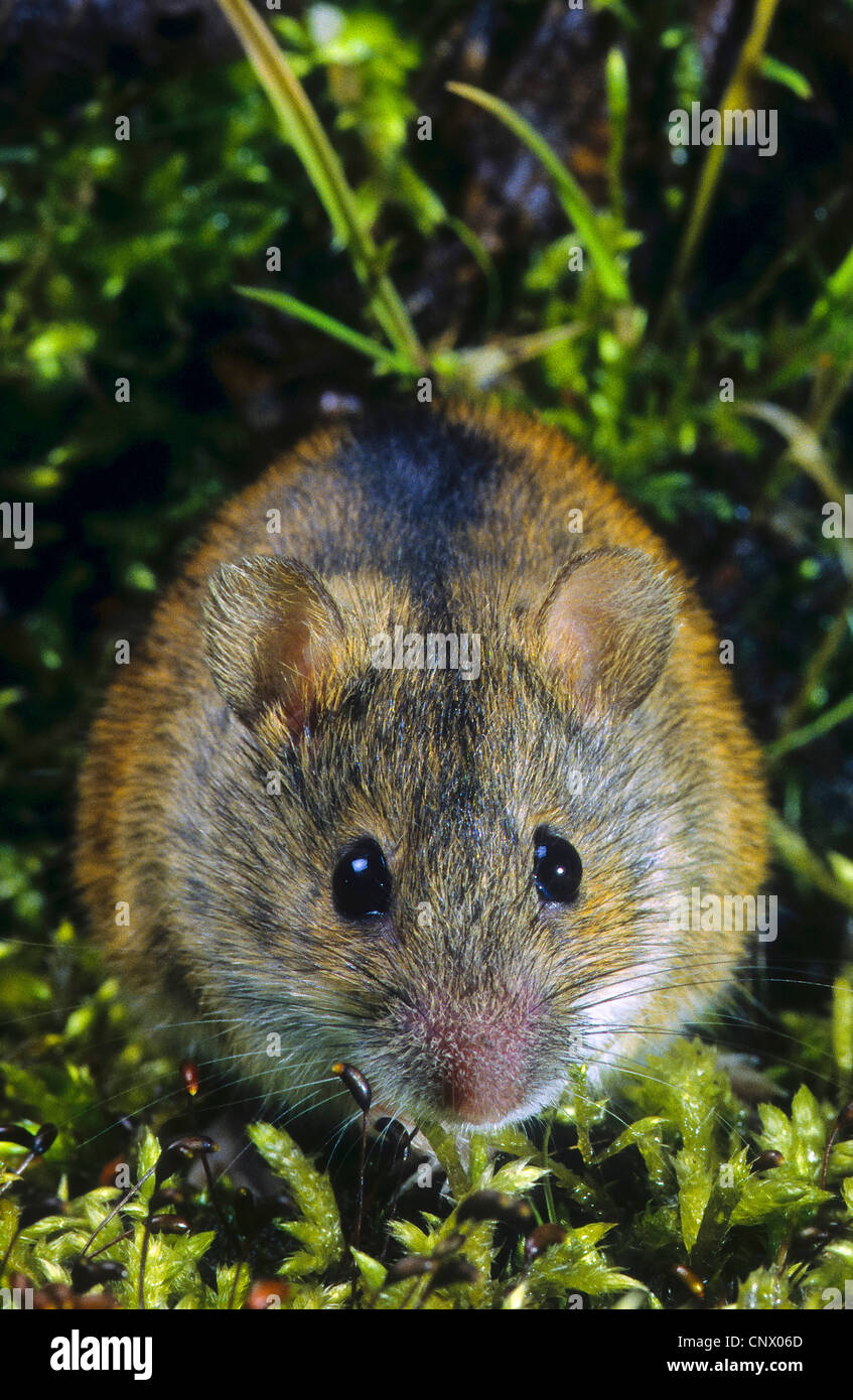 Old World field mouse, striped field mouse (Apodemus agrarius), sitting ...