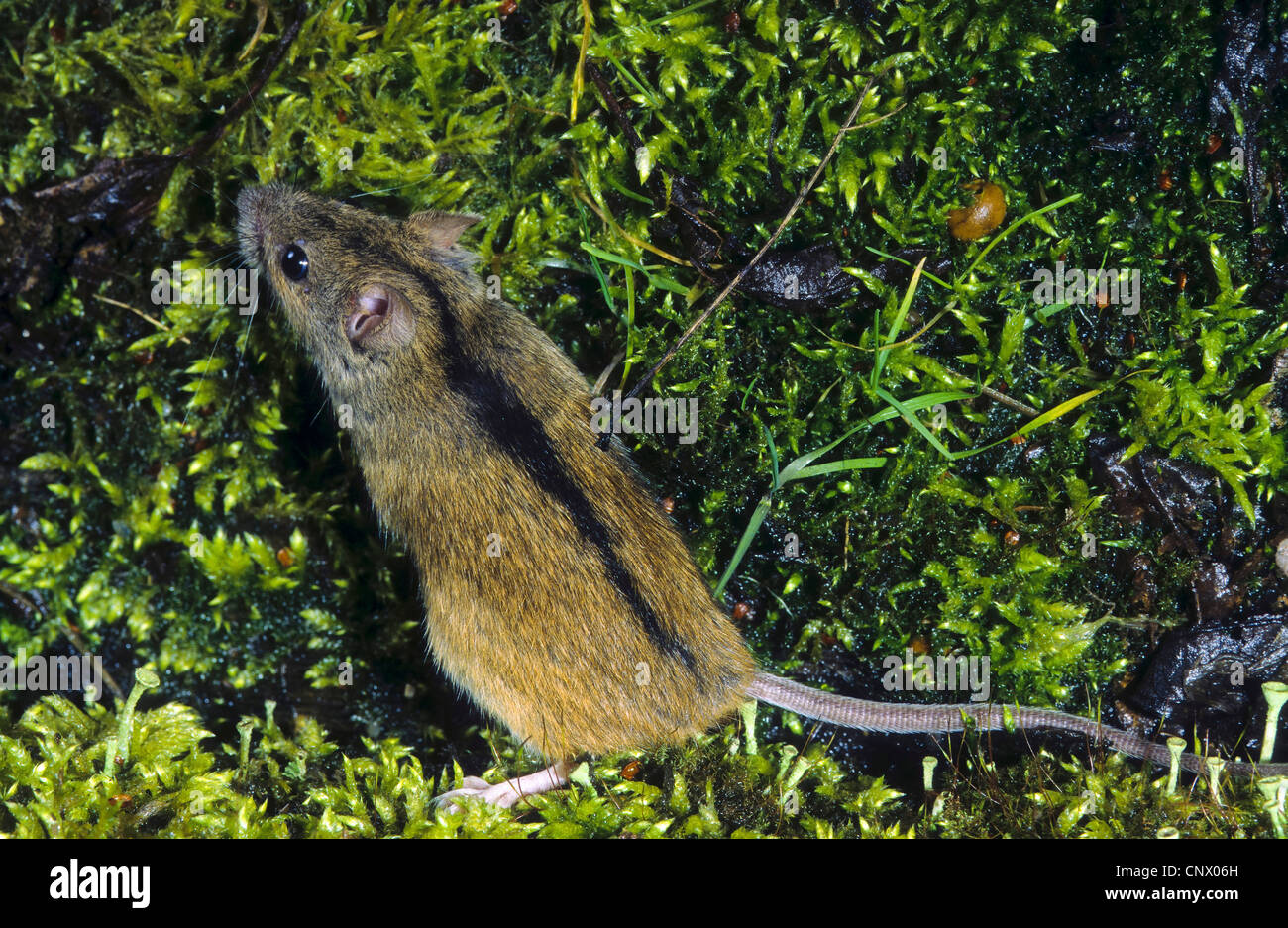 Striped field mice hi-res stock photography and images - Alamy