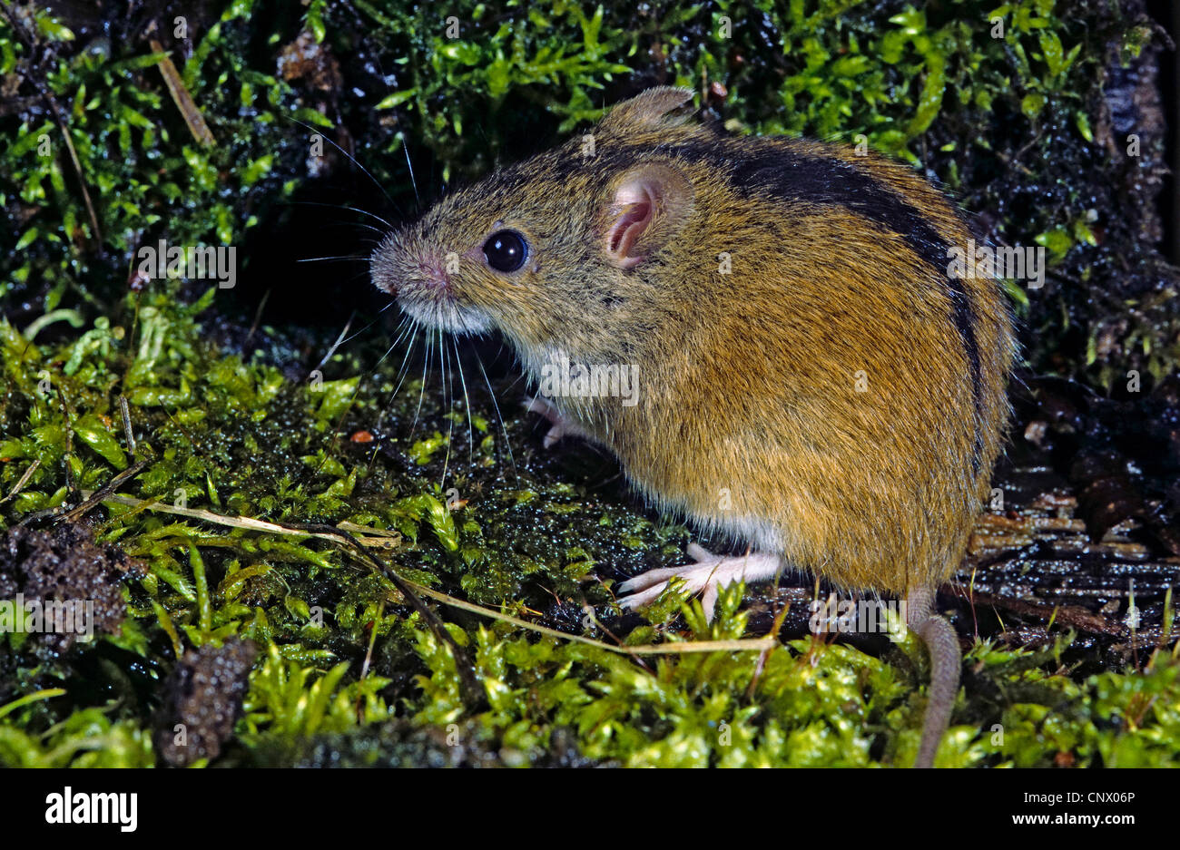 Old World field mouse, striped field mouse (Apodemus agrarius), sitting ...