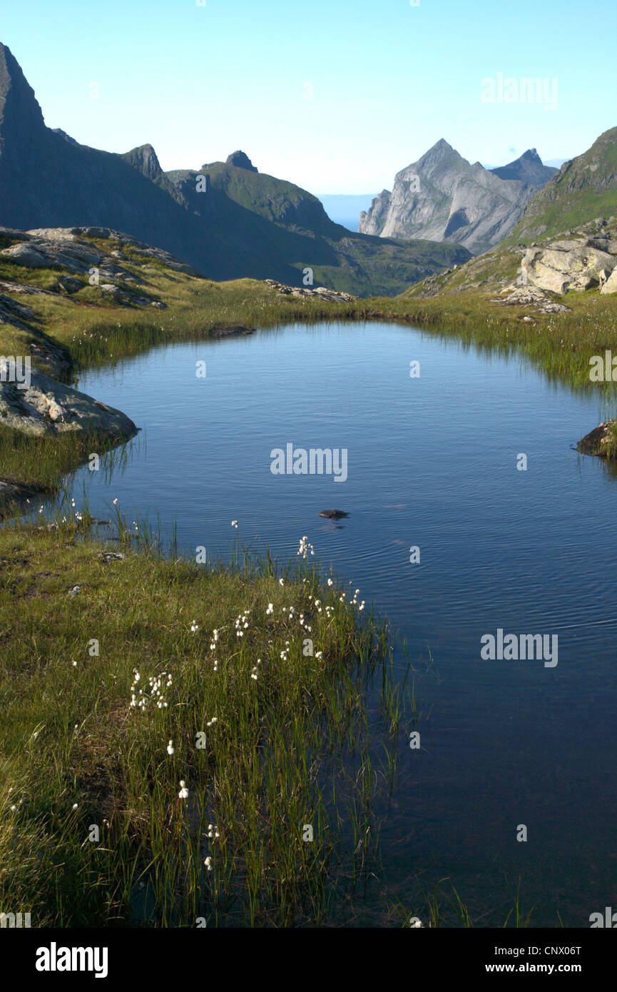 bog and pond and Helvetestinden mountain, Norway, Lofoten Islands ...