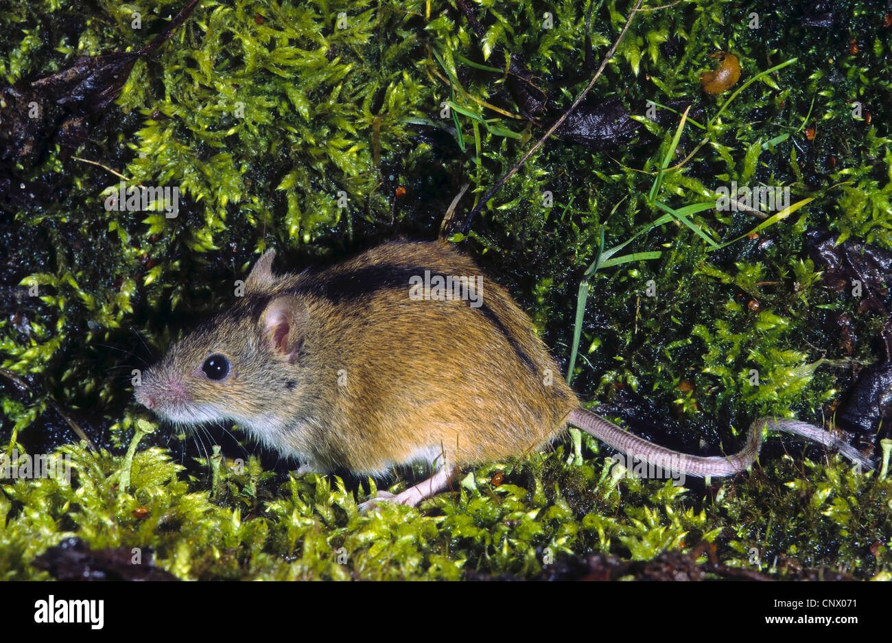 Old World field mouse, striped field mouse (Apodemus agrarius), sitting ...