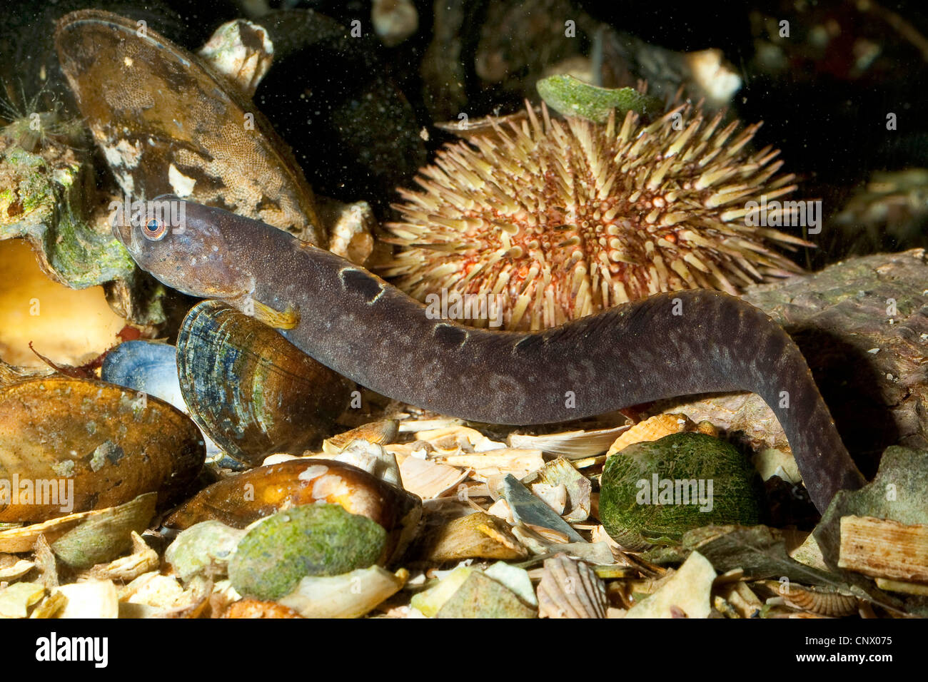Gunnel pholis gunnellus hi-res stock photography and images - Alamy