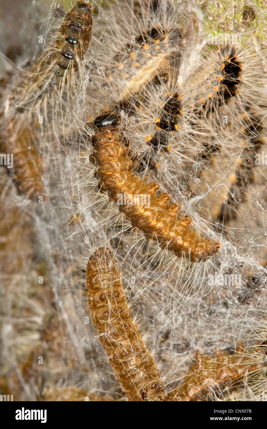 oak processionary moth (Thaumetopoea processionea), caterpillars in web ...