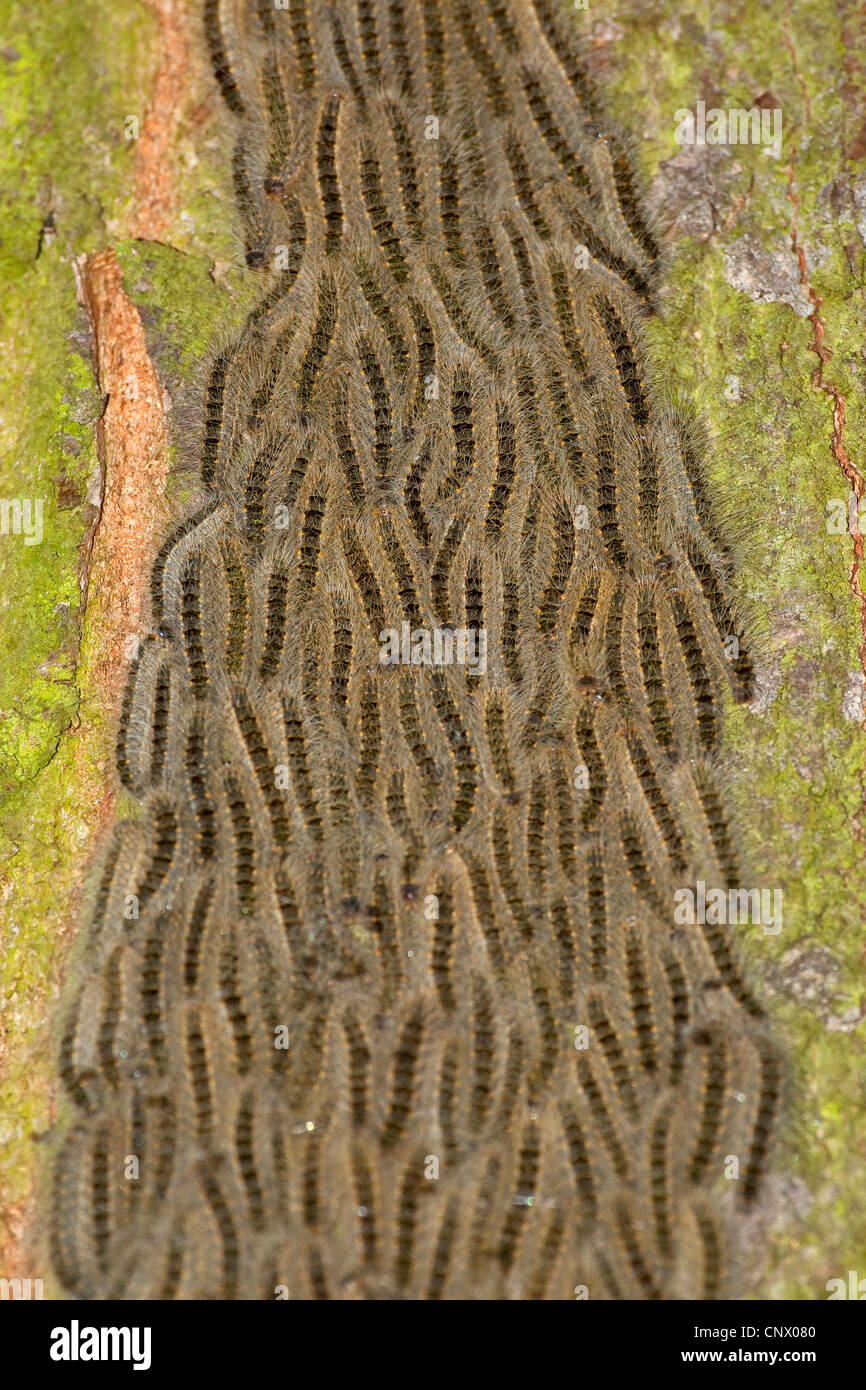 oak processionary moth (Thaumetopoea processionea), caterpillars ...