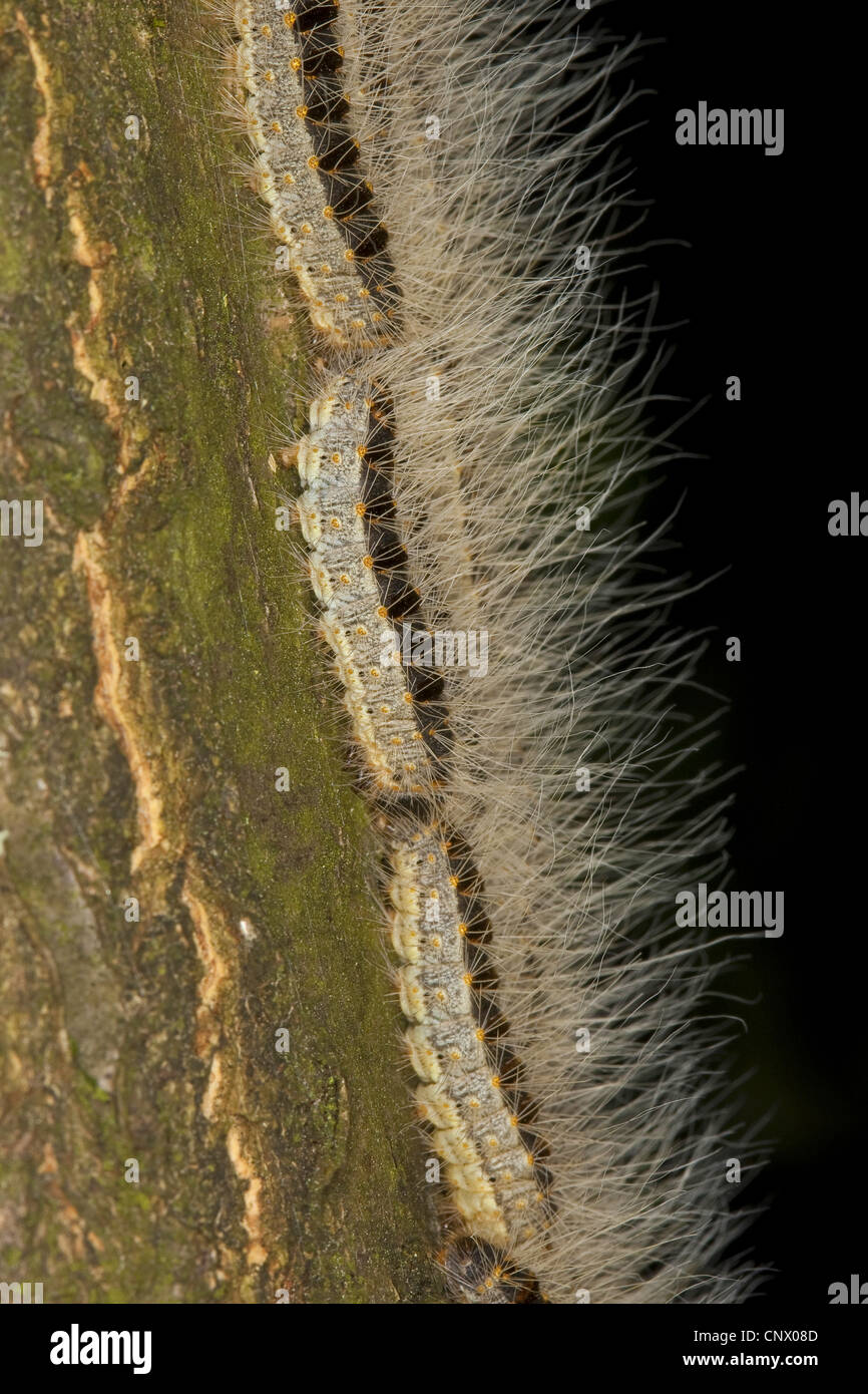 oak processionary moth (Thaumetopoea processionea), caterpillars ...