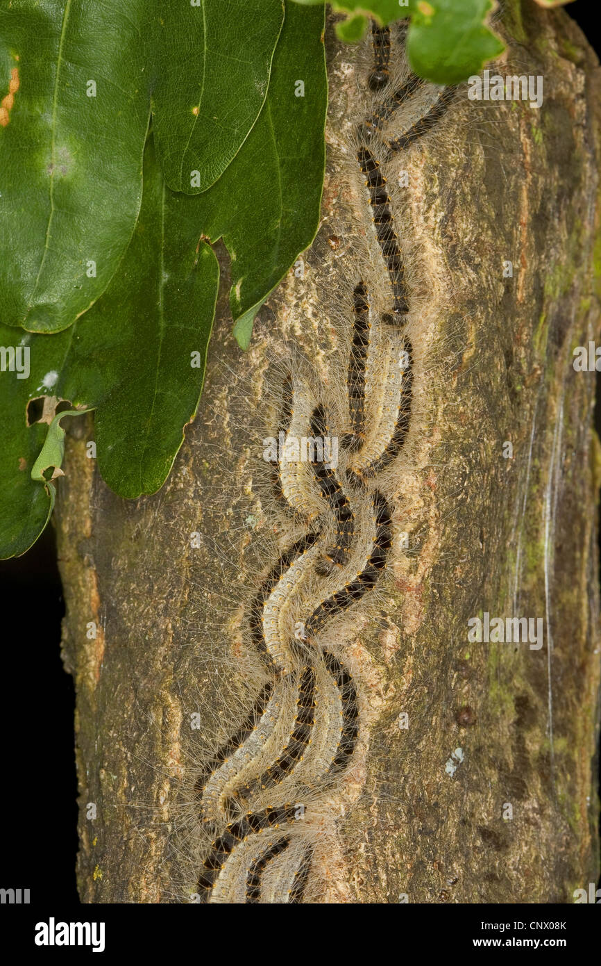 oak processionary moth (Thaumetopoea processionea), caterpillars ...
