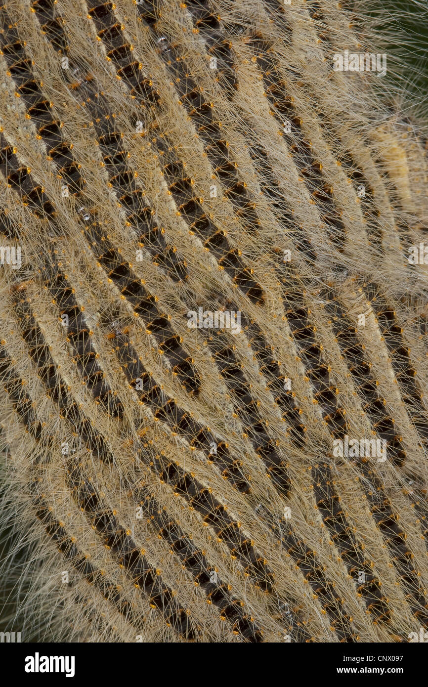 Oak processionary moth hi-res stock photography and images - Alamy