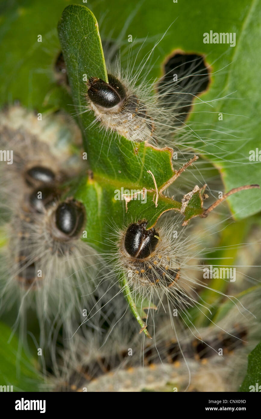 oak processionary moth (Thaumetopoea processionea), caterpillars ...