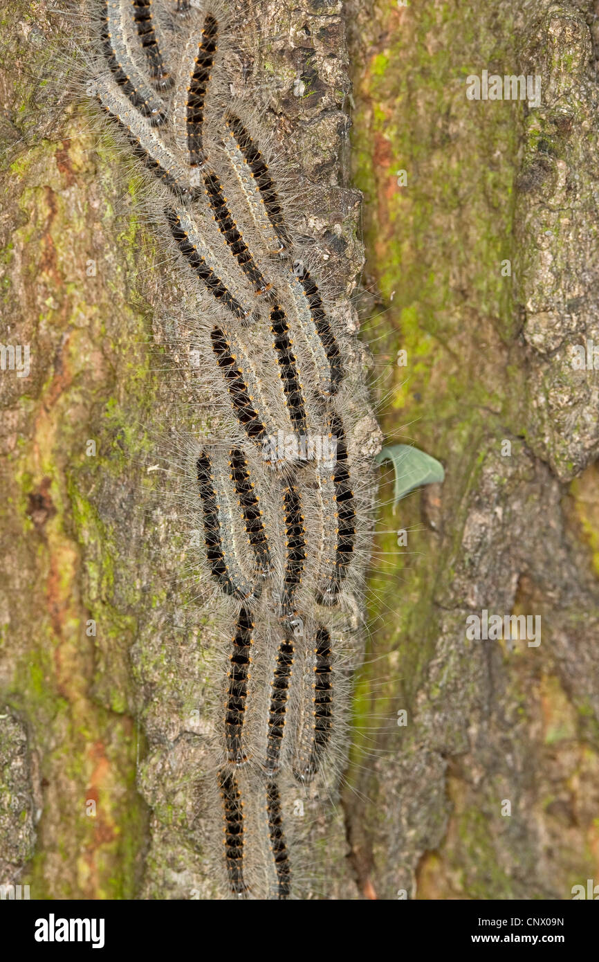 oak processionary moth (Thaumetopoea processionea), caterpillars ...