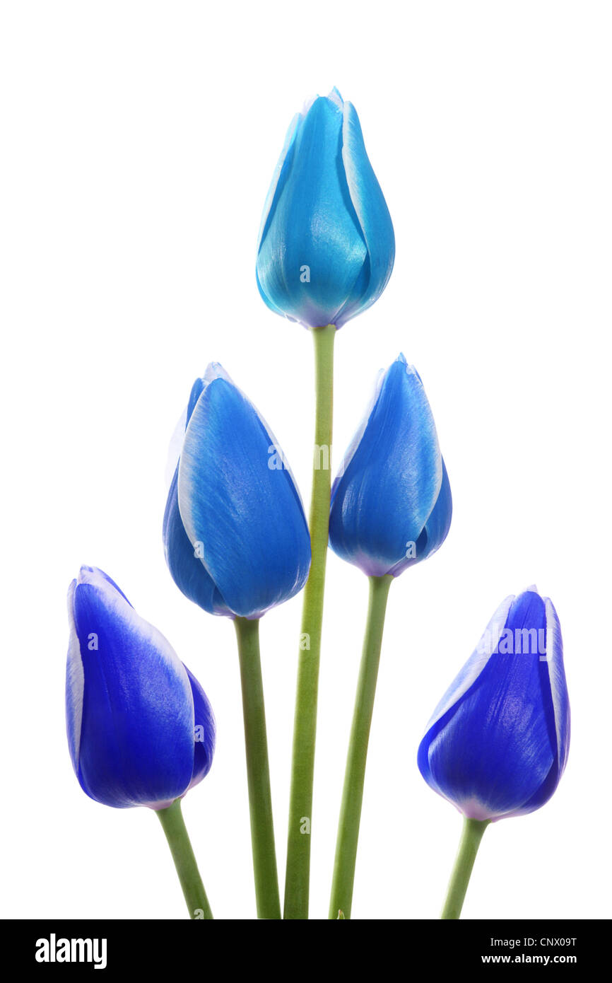 Christmas bouquet of blue tulips on a white background. There's ...