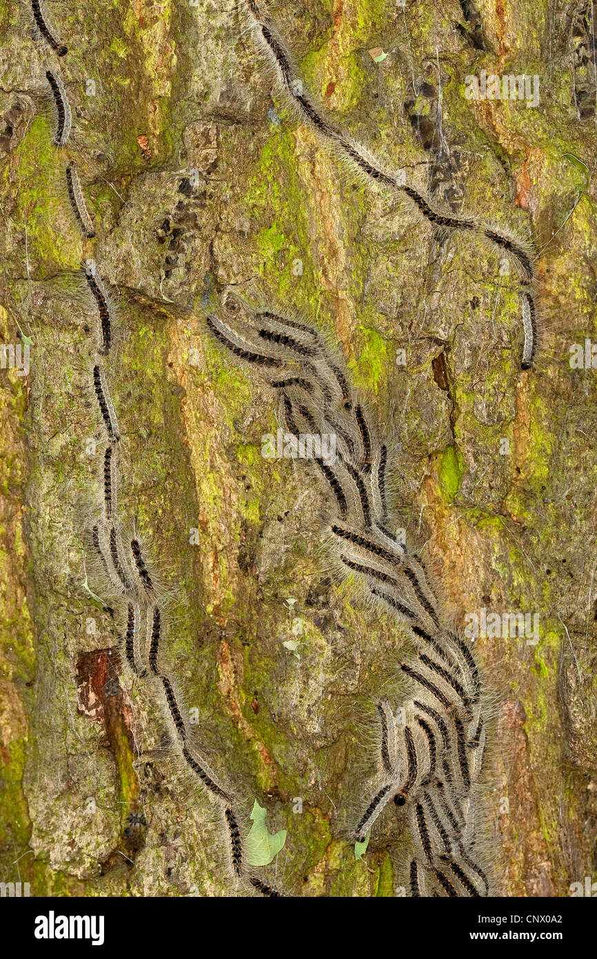 oak processionary moth (Thaumetopoea processionea), caterpillars ...